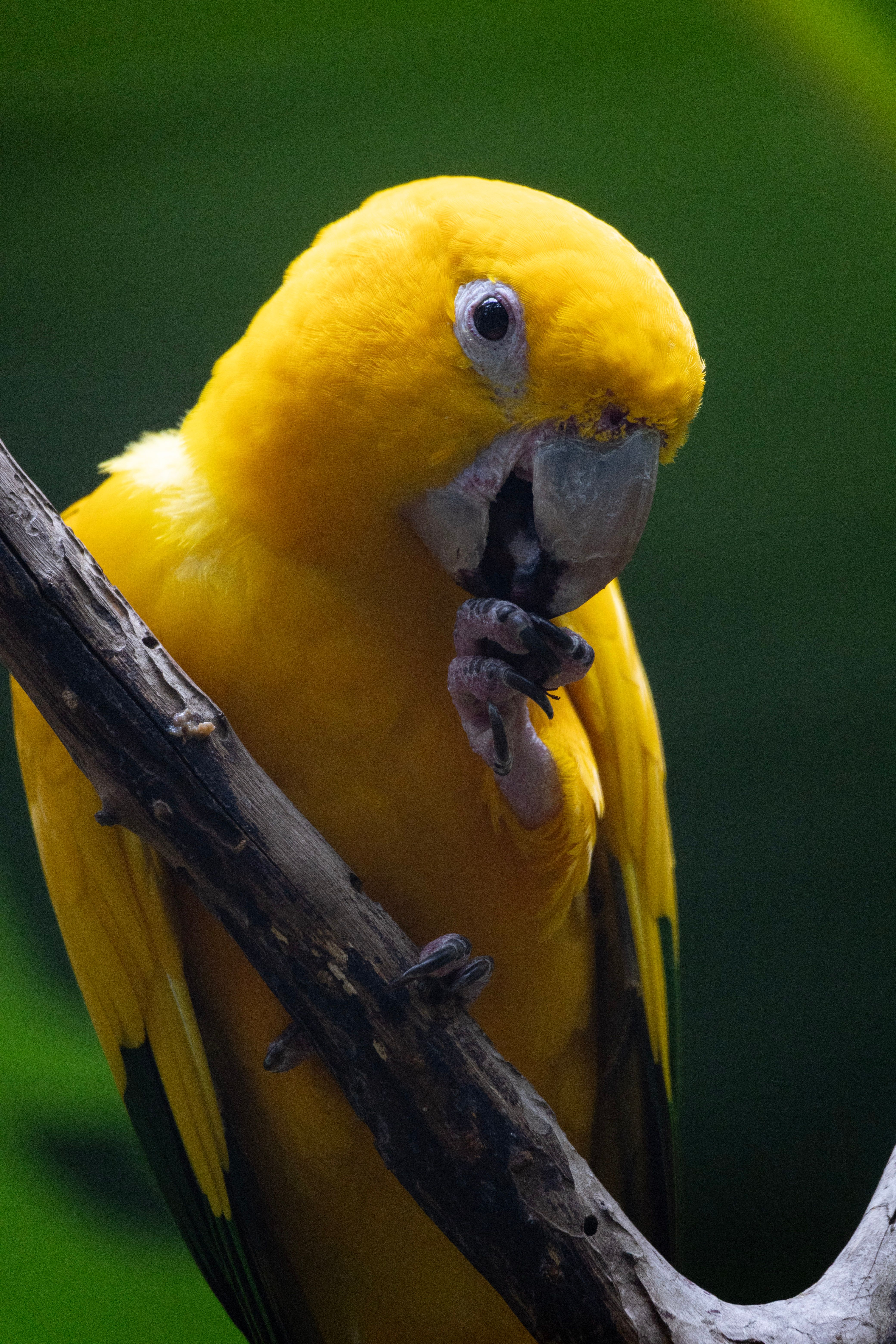 Photo of a Cockatoo on a Branch · Free Stock Photo