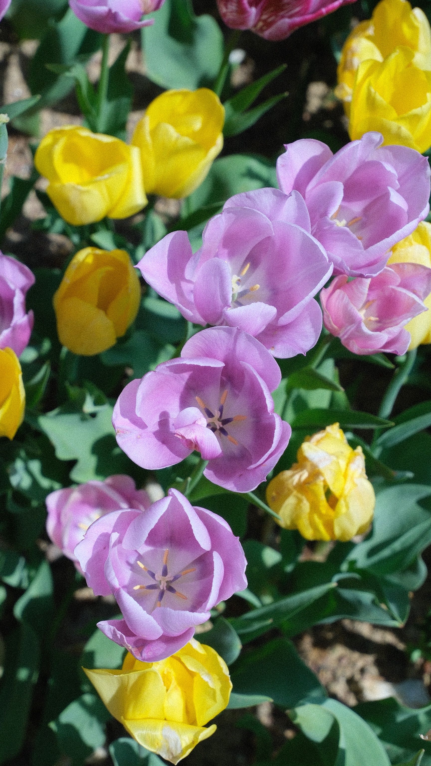 Vibrant Tulips Blooms in Spring Sunshine · Free Stock Photo