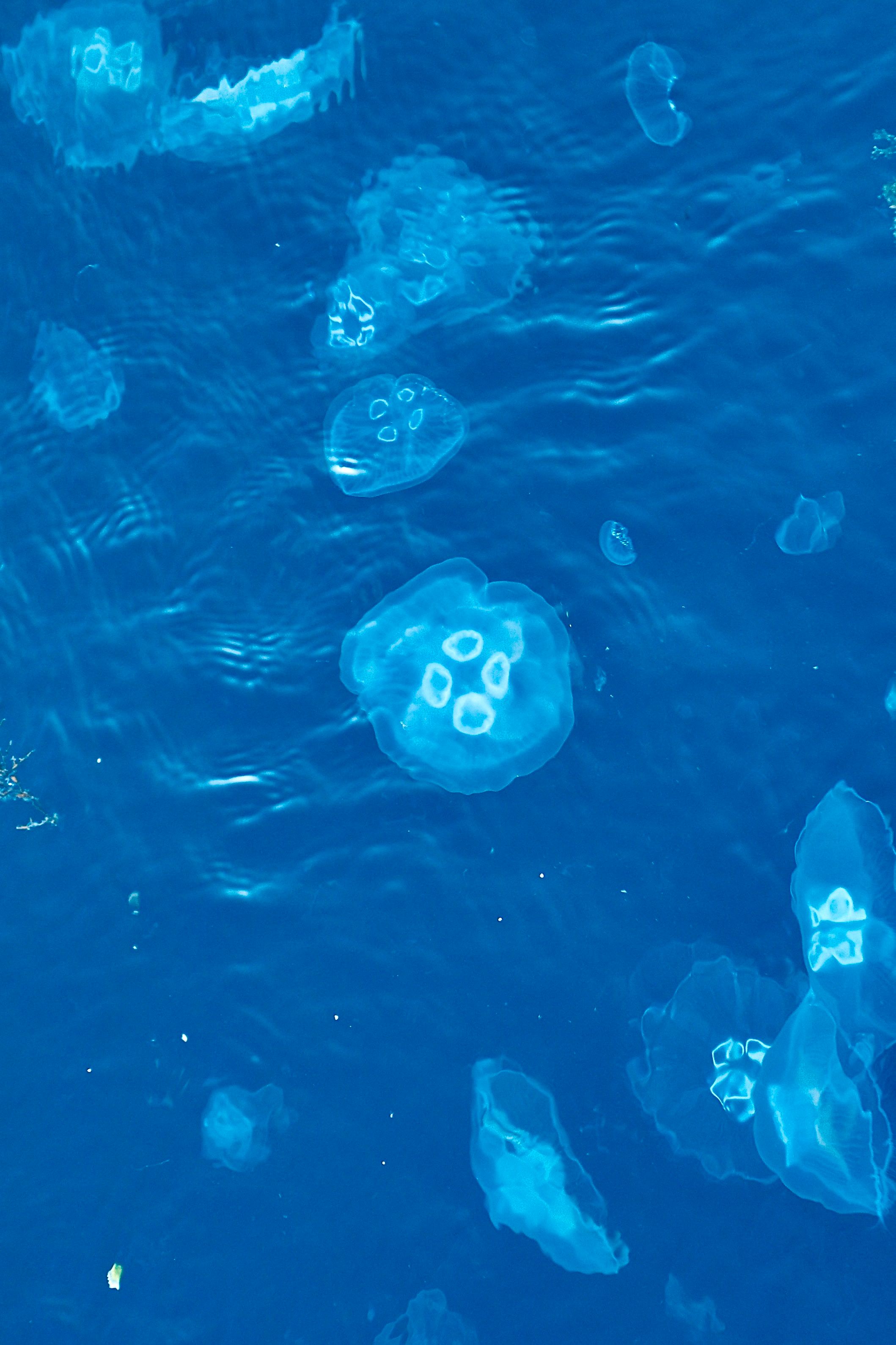 Translucent Photos, Download The BEST Free Translucent Stock Photos ...
