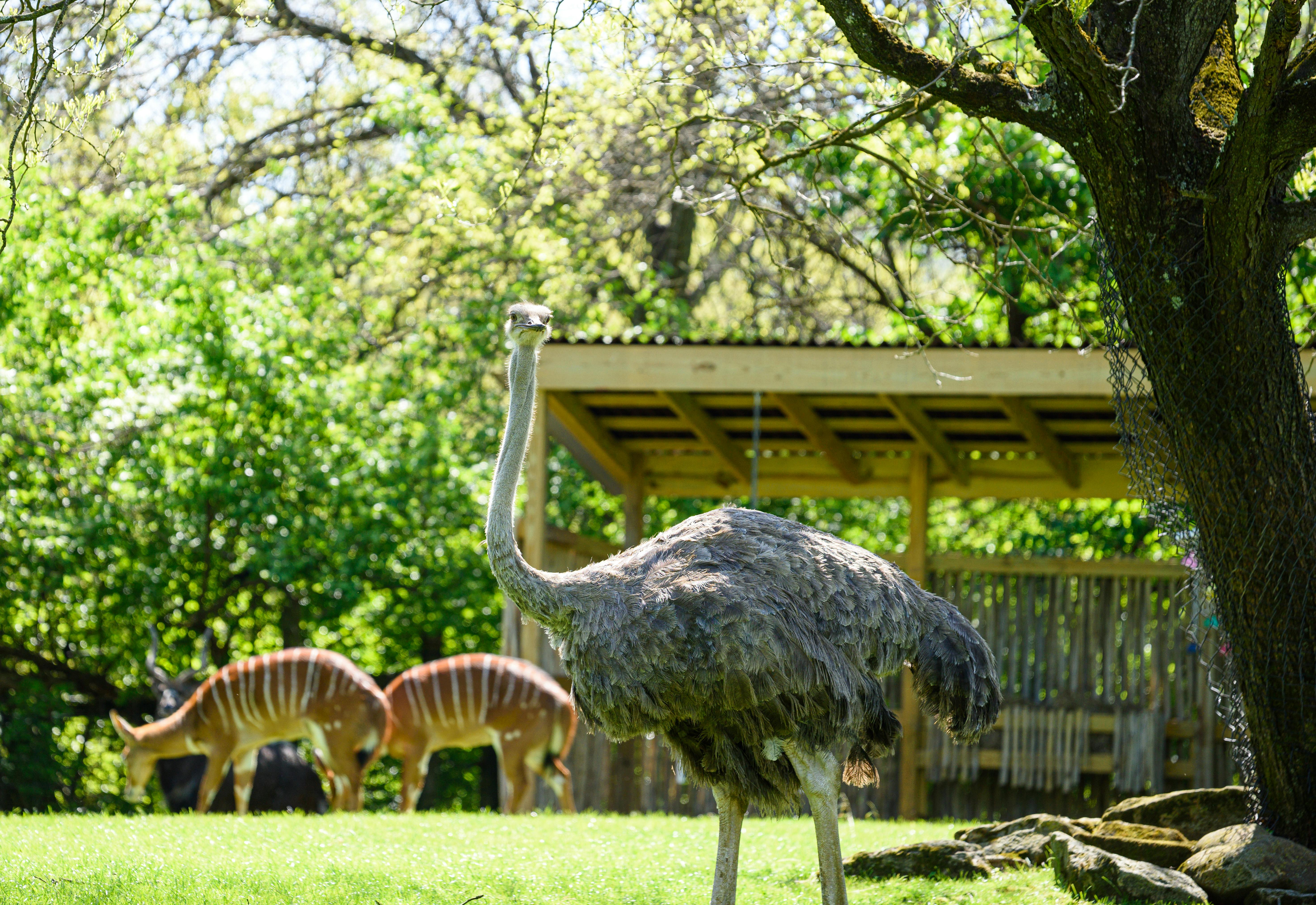 Ostrich and Antelope in Lush Green Zoo Enclosure · Free Stock Photo
