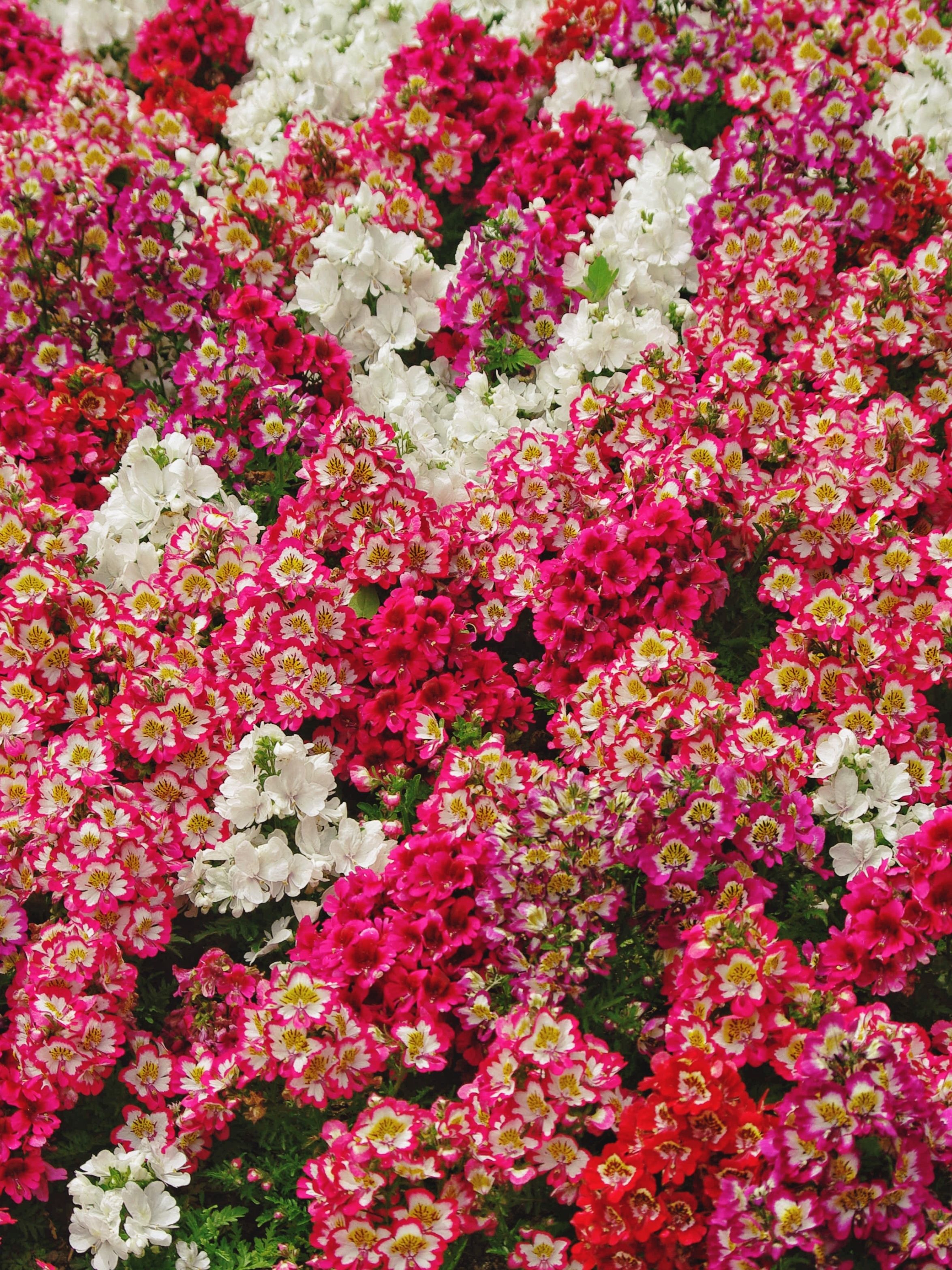 Vibrant Floral Display in Baku, Azerbaijan · Free Stock Photo
