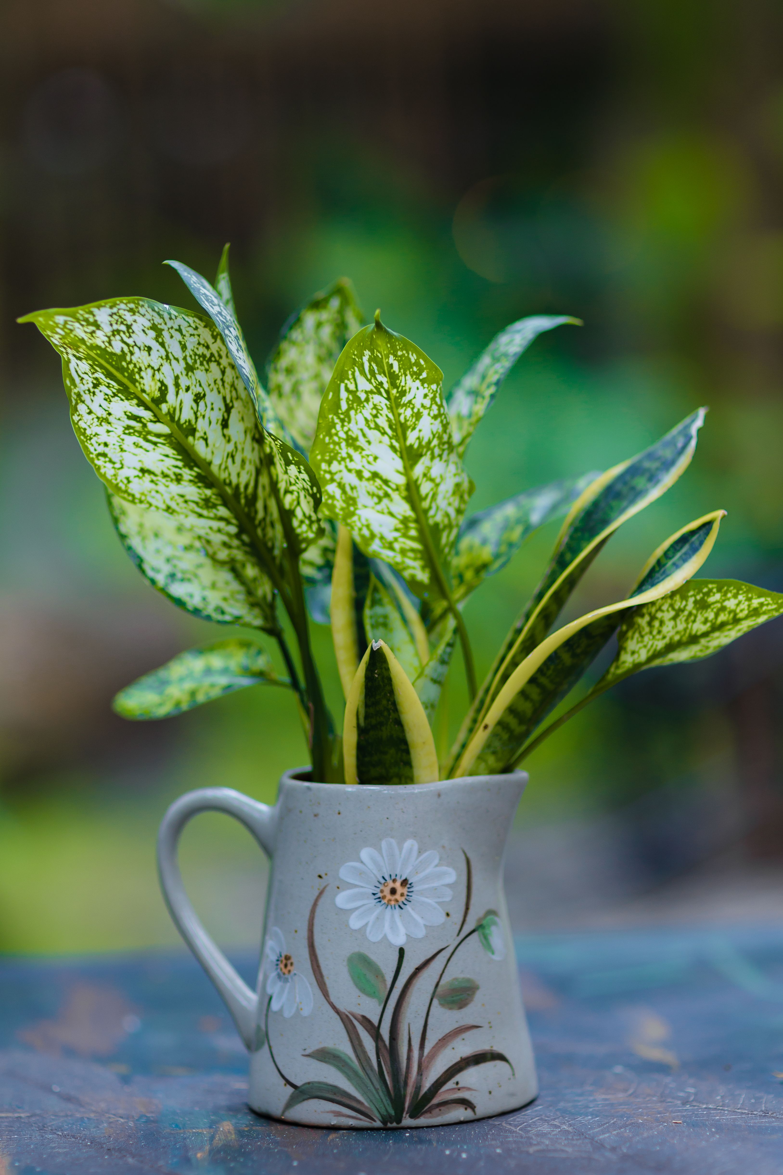 Close-Up of Green Foliage Plant in Floral Mug · Free Stock Photo
