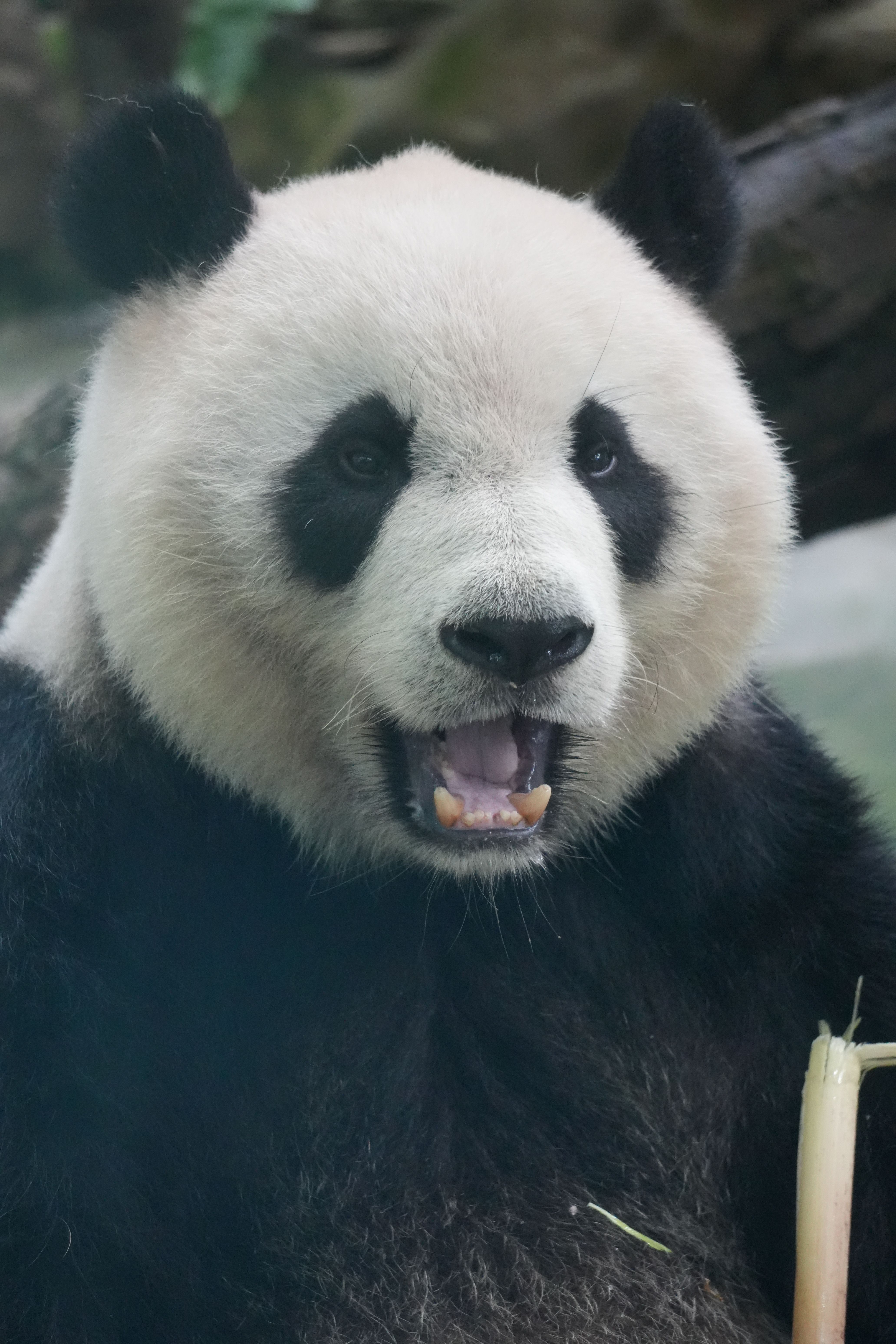 Panda Face Photos, Download The BEST Free Panda Face Stock Photos & HD ...