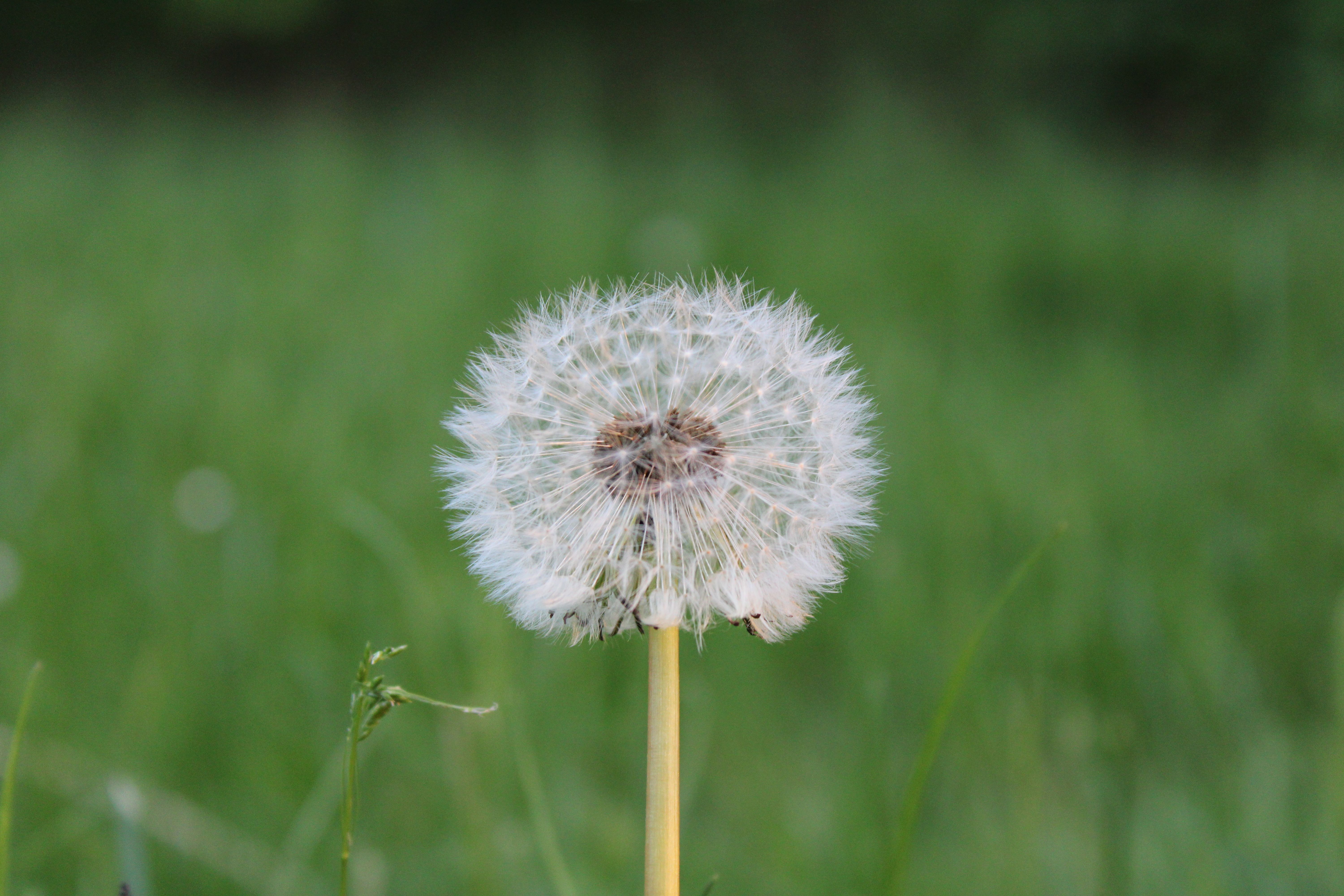 Close-Up of a Dandelion in Bloom in Milan · Free Stock Photo