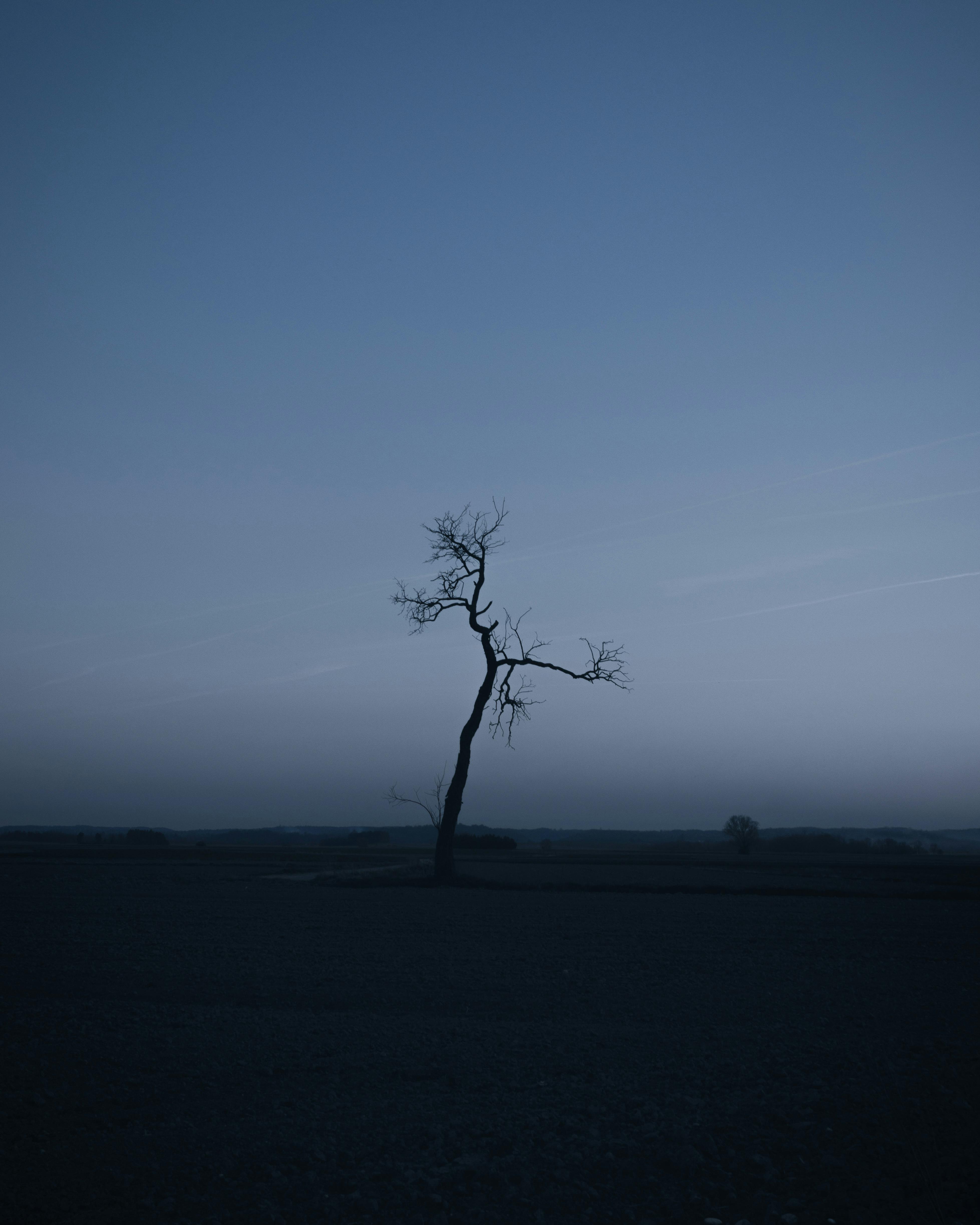 A Single Leafless Tree Standing In The Middle Of The Plains At Night ...