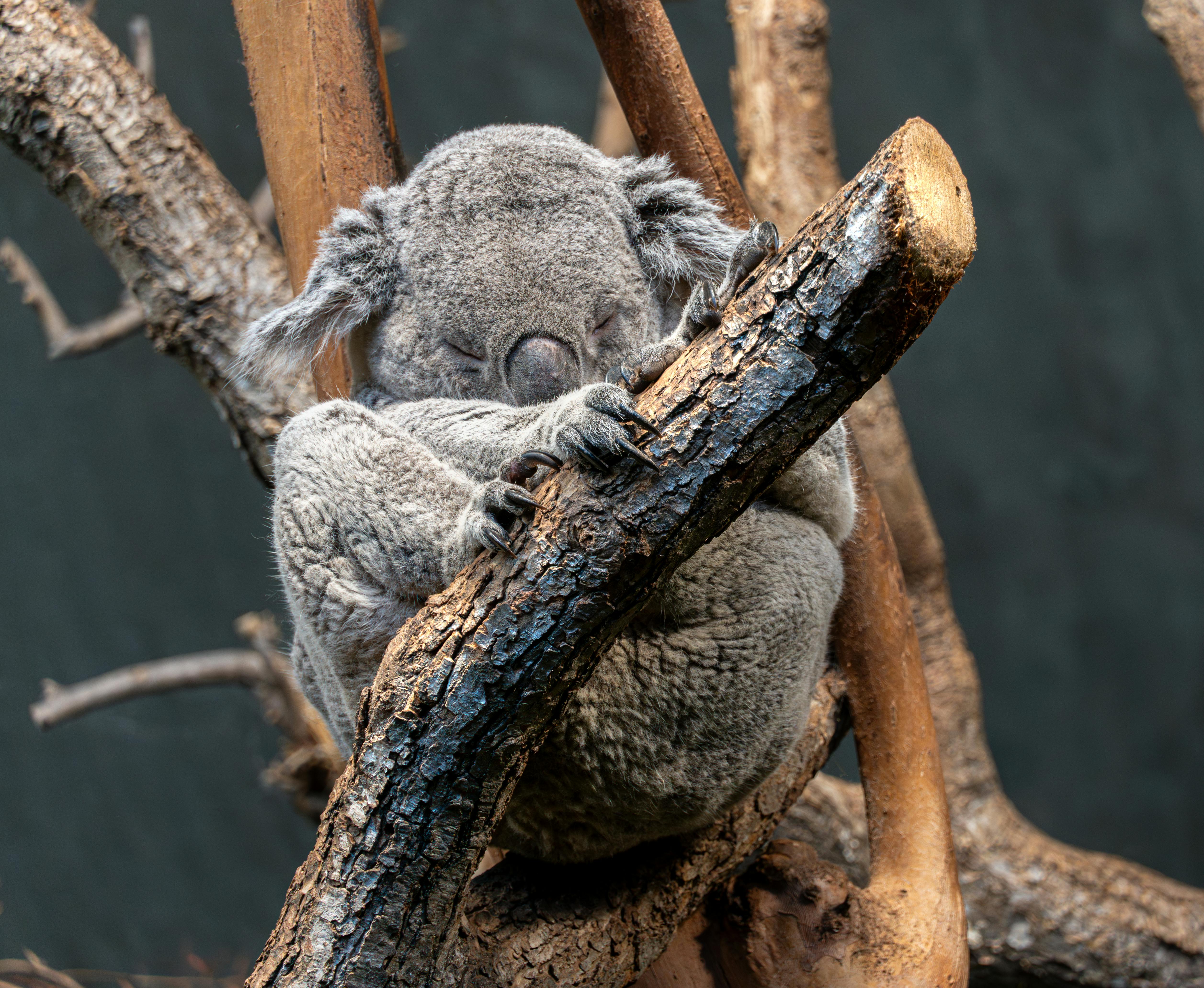 Anime Wallpa Photos, Download The BEST Free Anime Wallpa Stock Photos ...