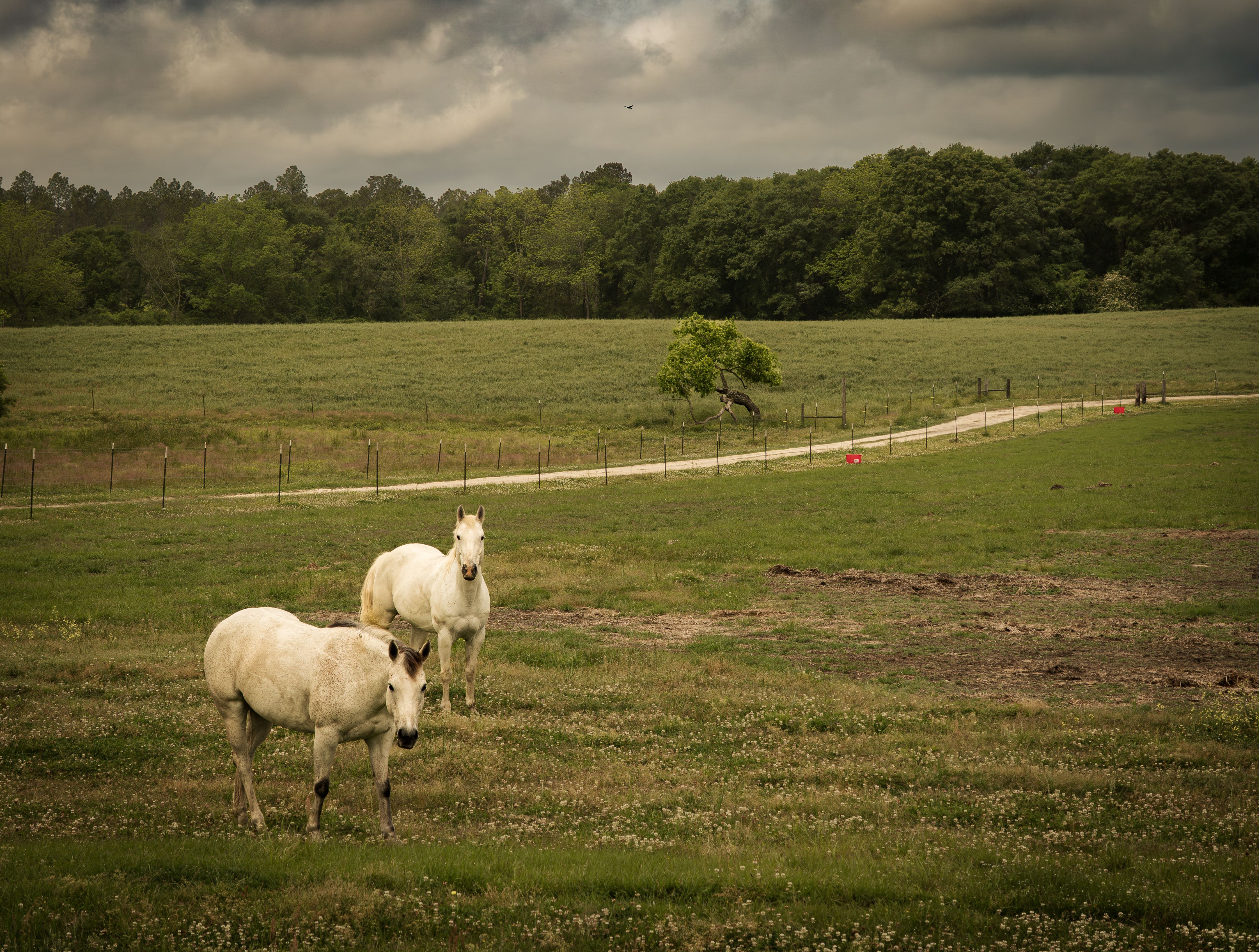 Farm Animal Photos, Download The BEST Free Farm Animal Stock Photos ...