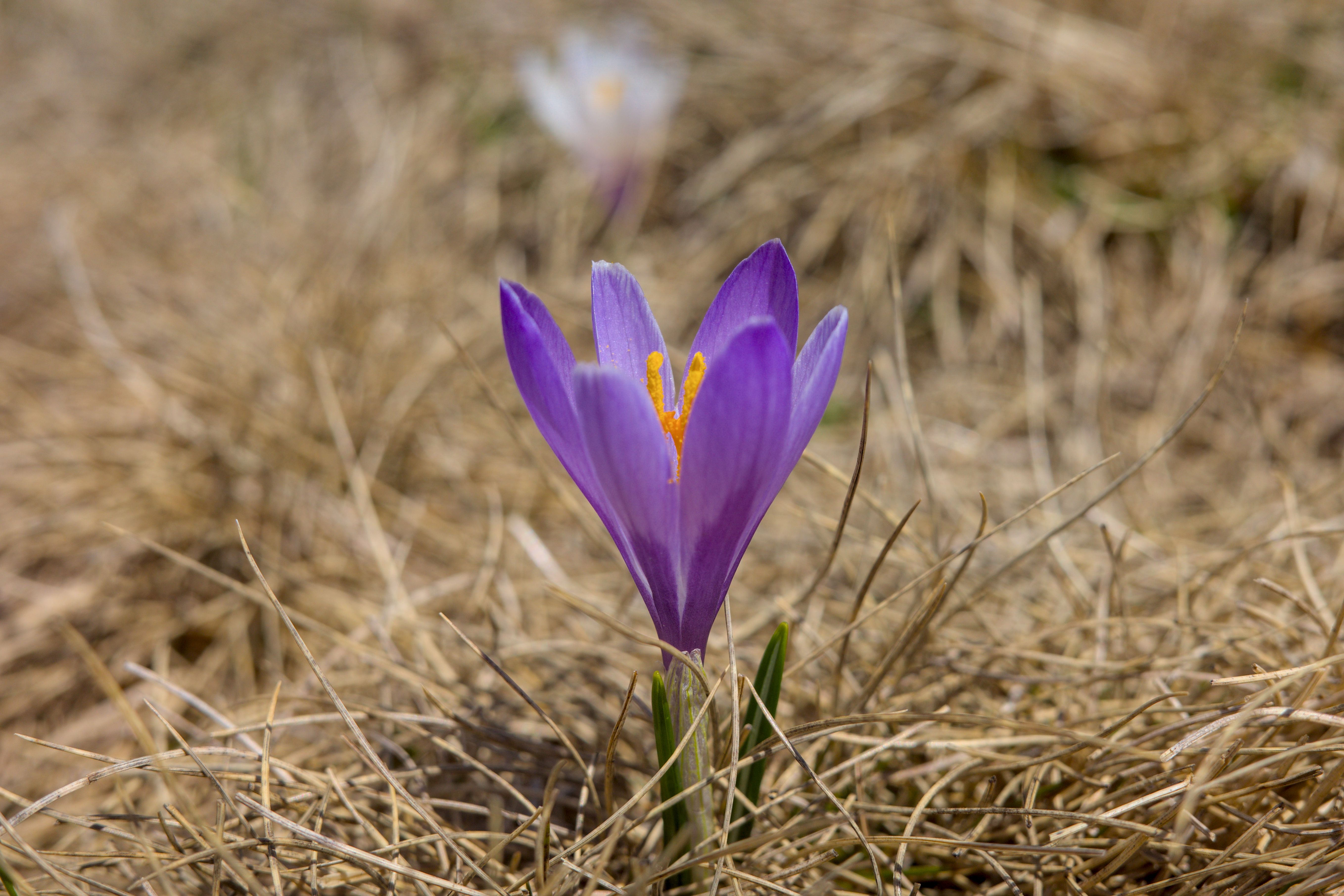 Vibrant Purple Crocus Blooming in Dry Field · Free Stock Photo
