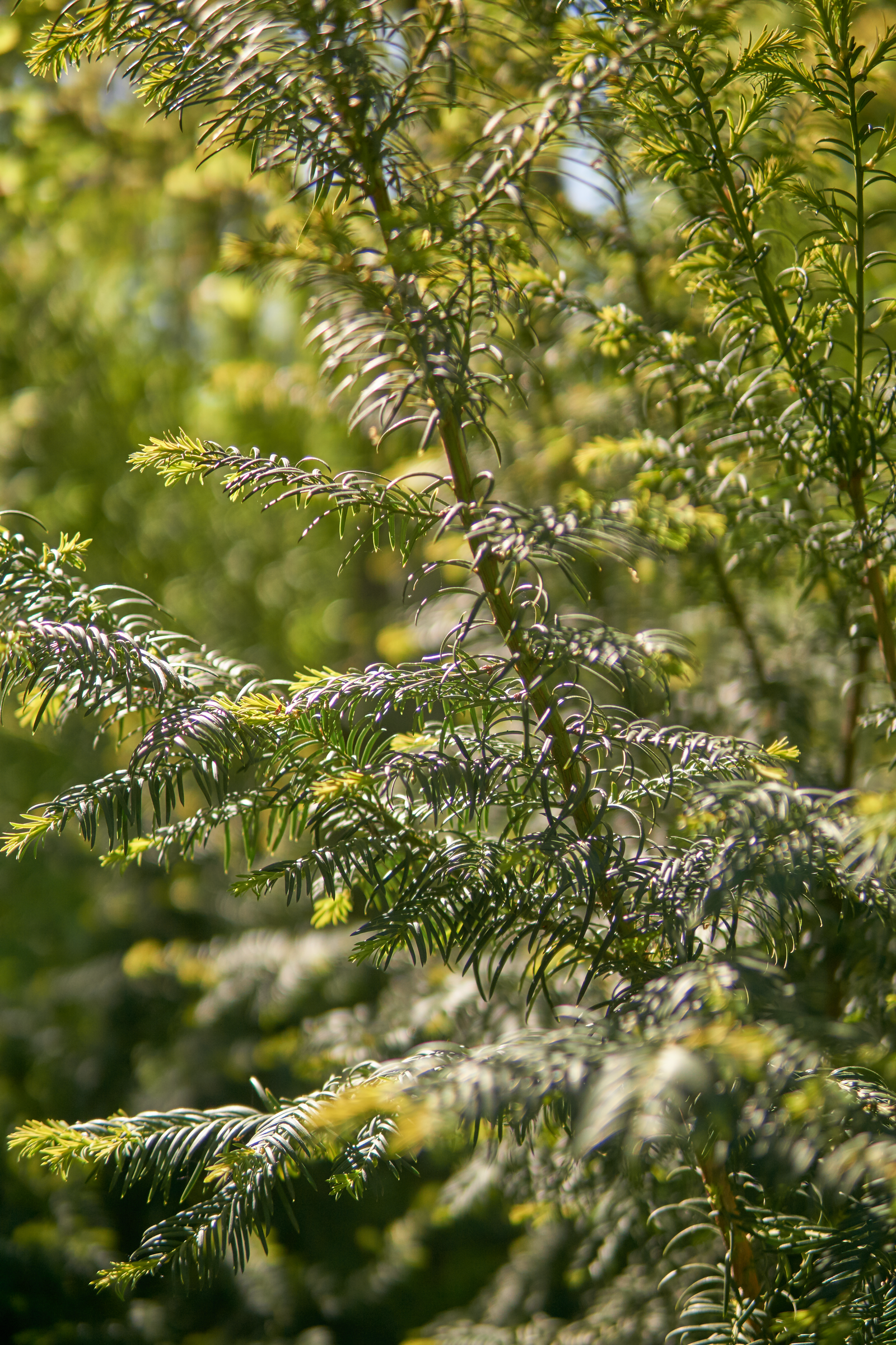 Cedar Tree Photos, Download The BEST Free Cedar Tree Stock Photos & HD ...