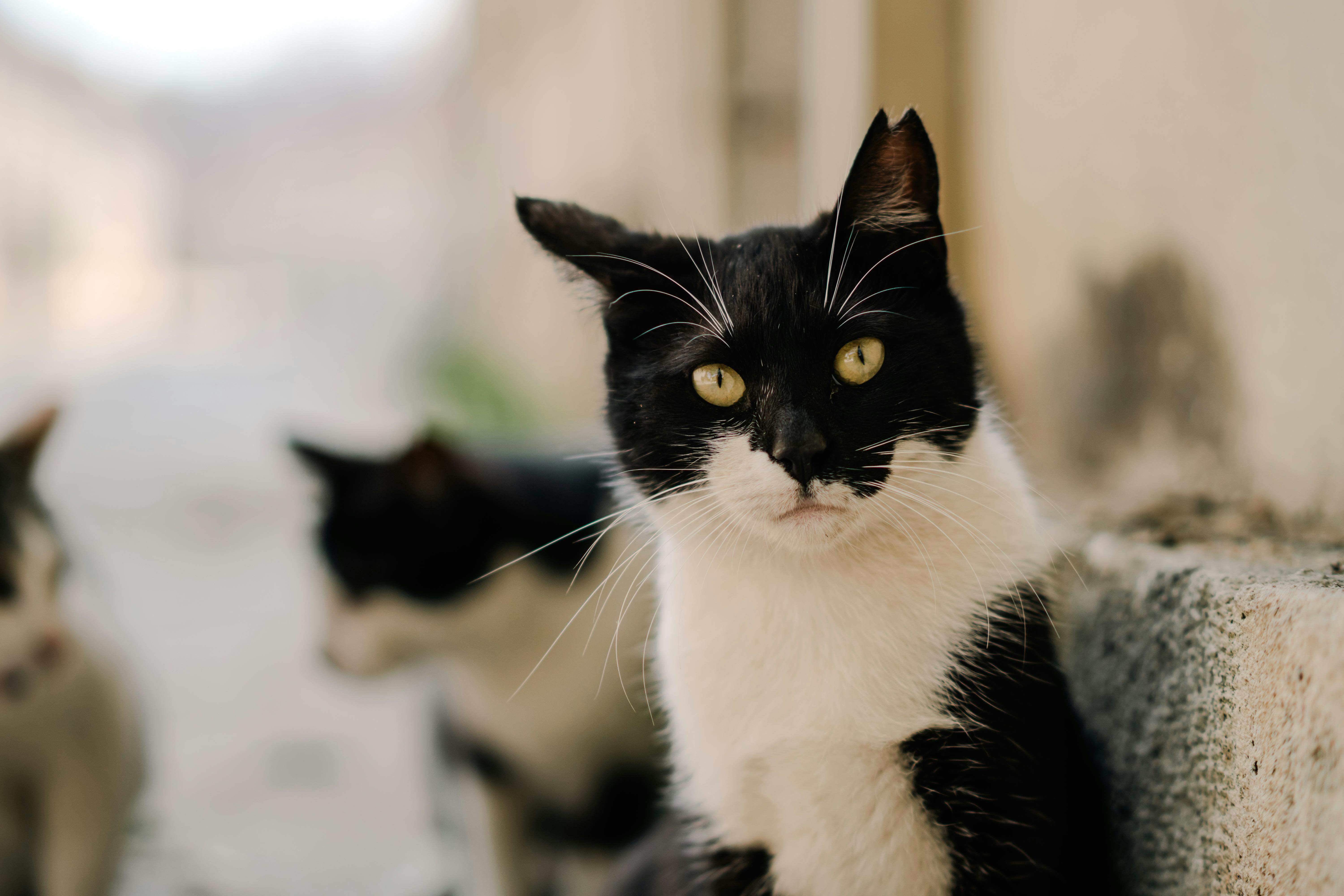 Beluga Cat Photos, Download The BEST Free Beluga Cat Stock Photos & HD ...