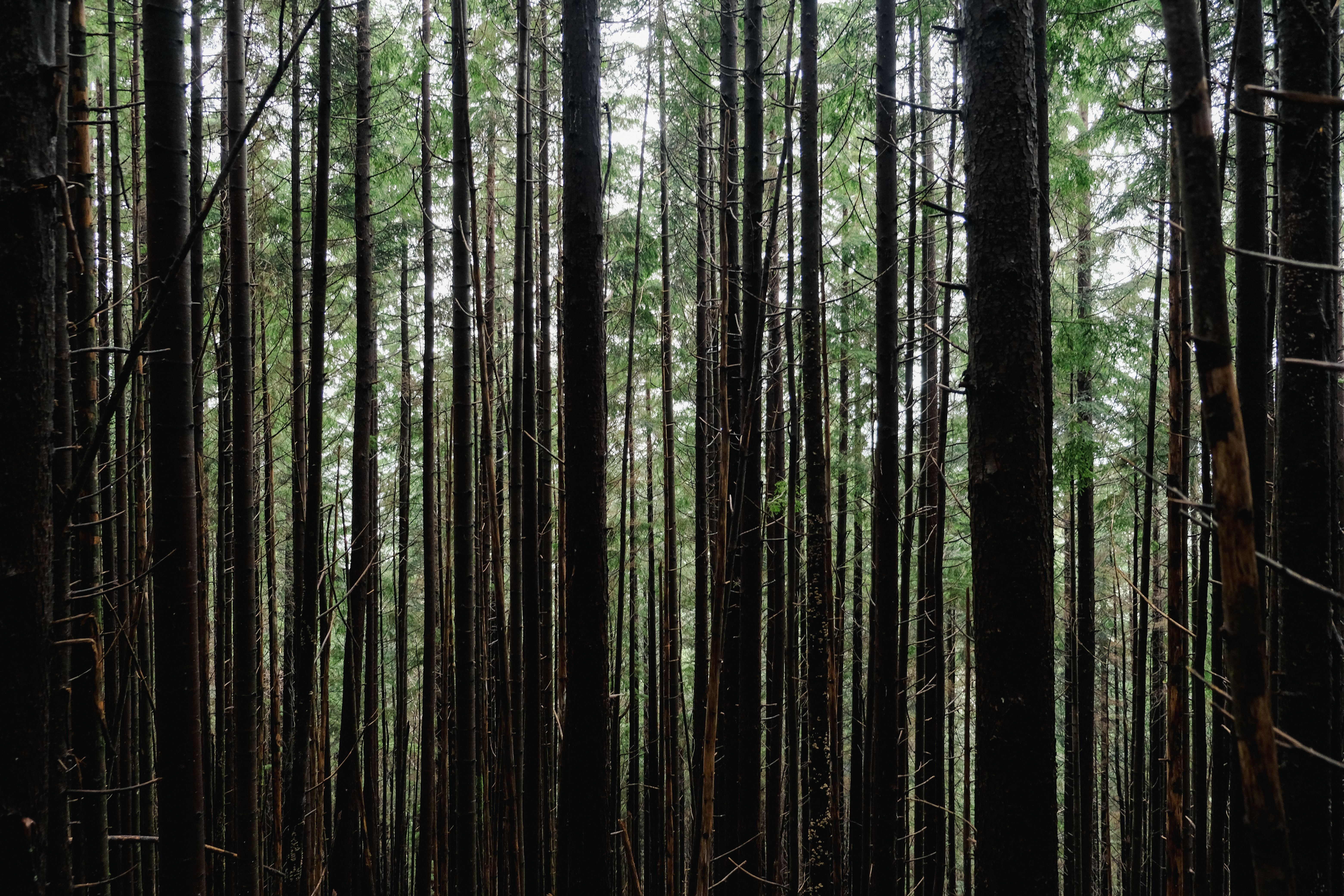 Pathway Surrounding by Trees · Free Stock Photo