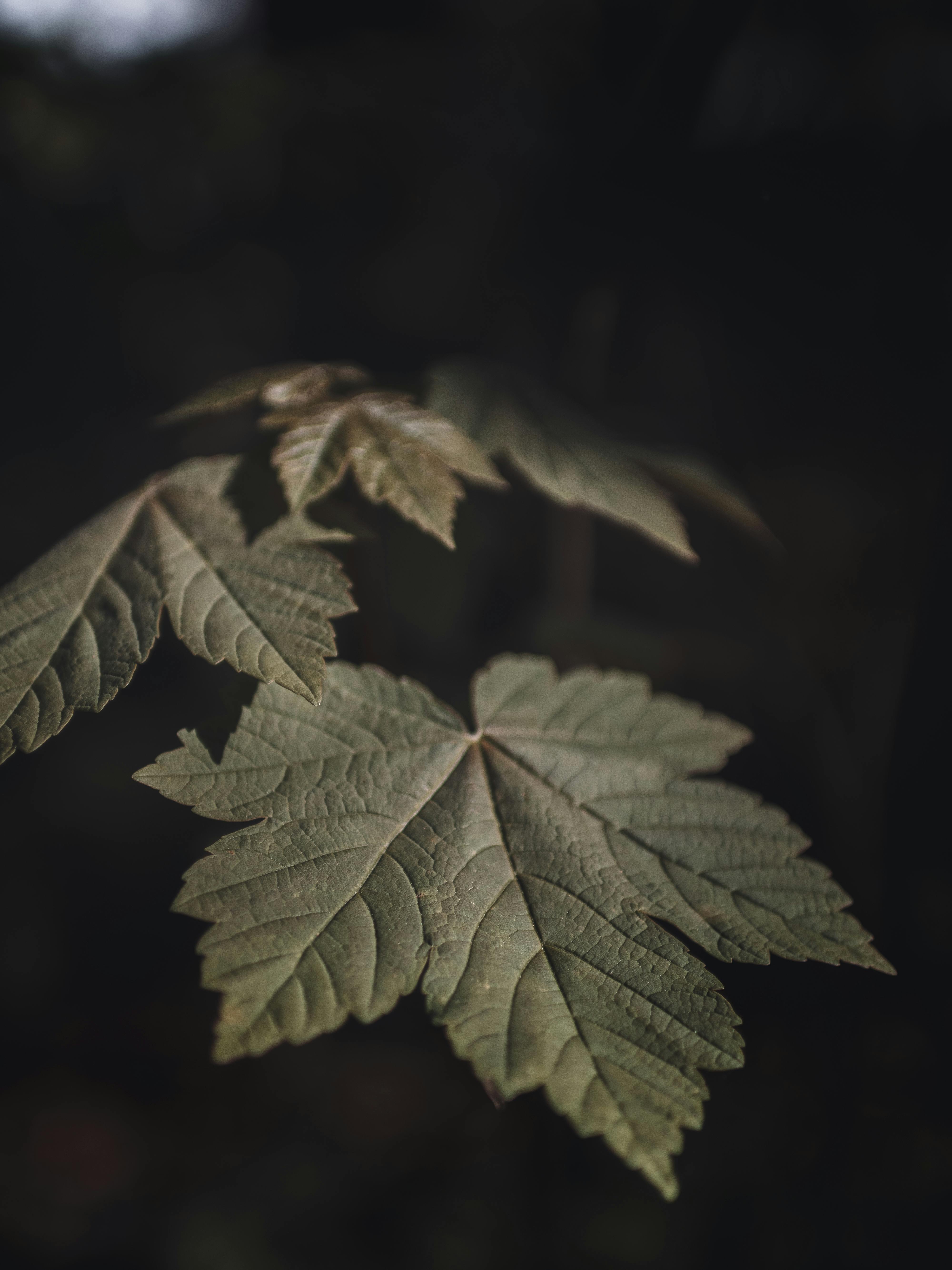 Tree Texture Photos, Download The BEST Free Tree Texture Stock Photos ...