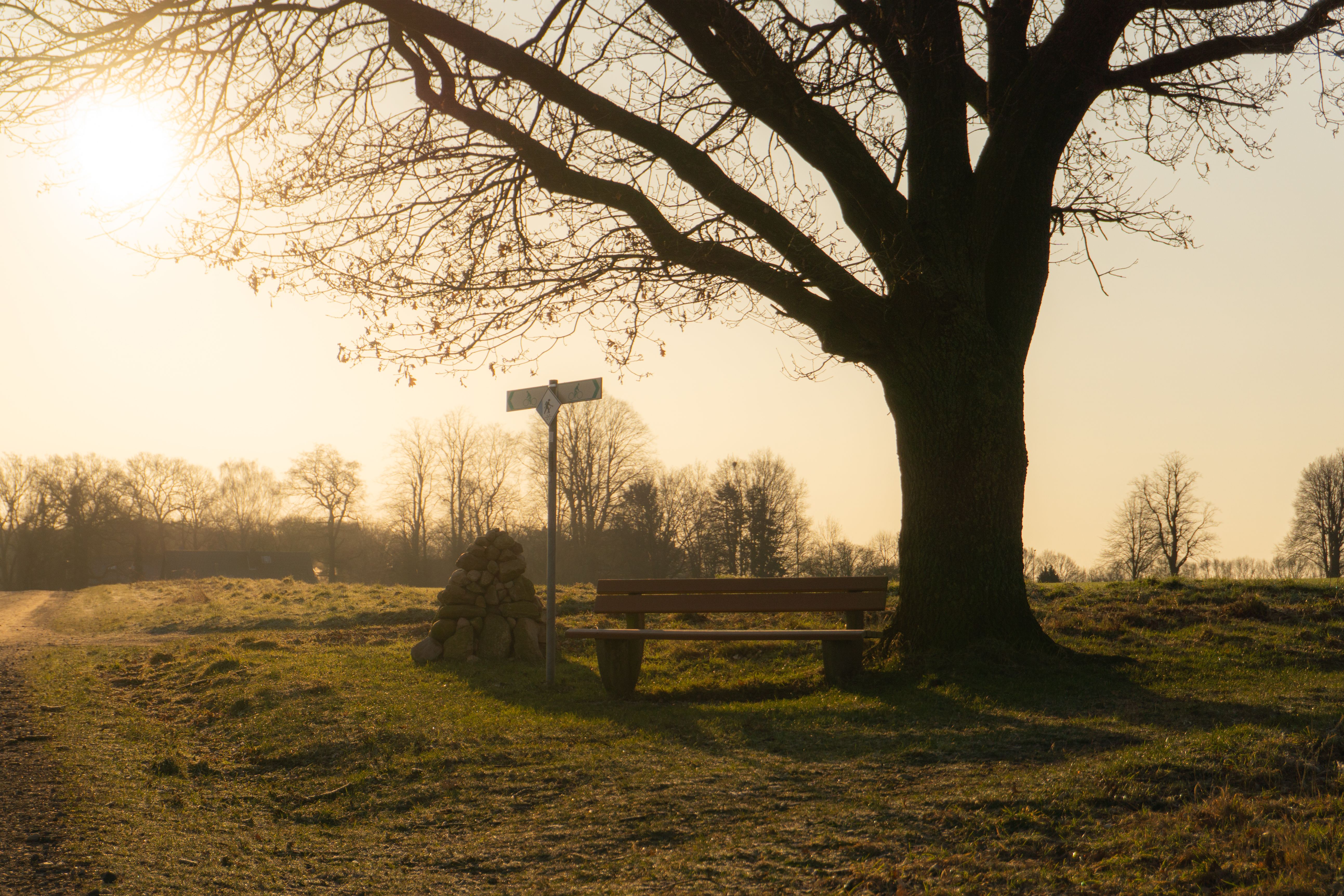 Rustic Wooden Bench Under Tree in Sunset Glow · Free Stock Photo