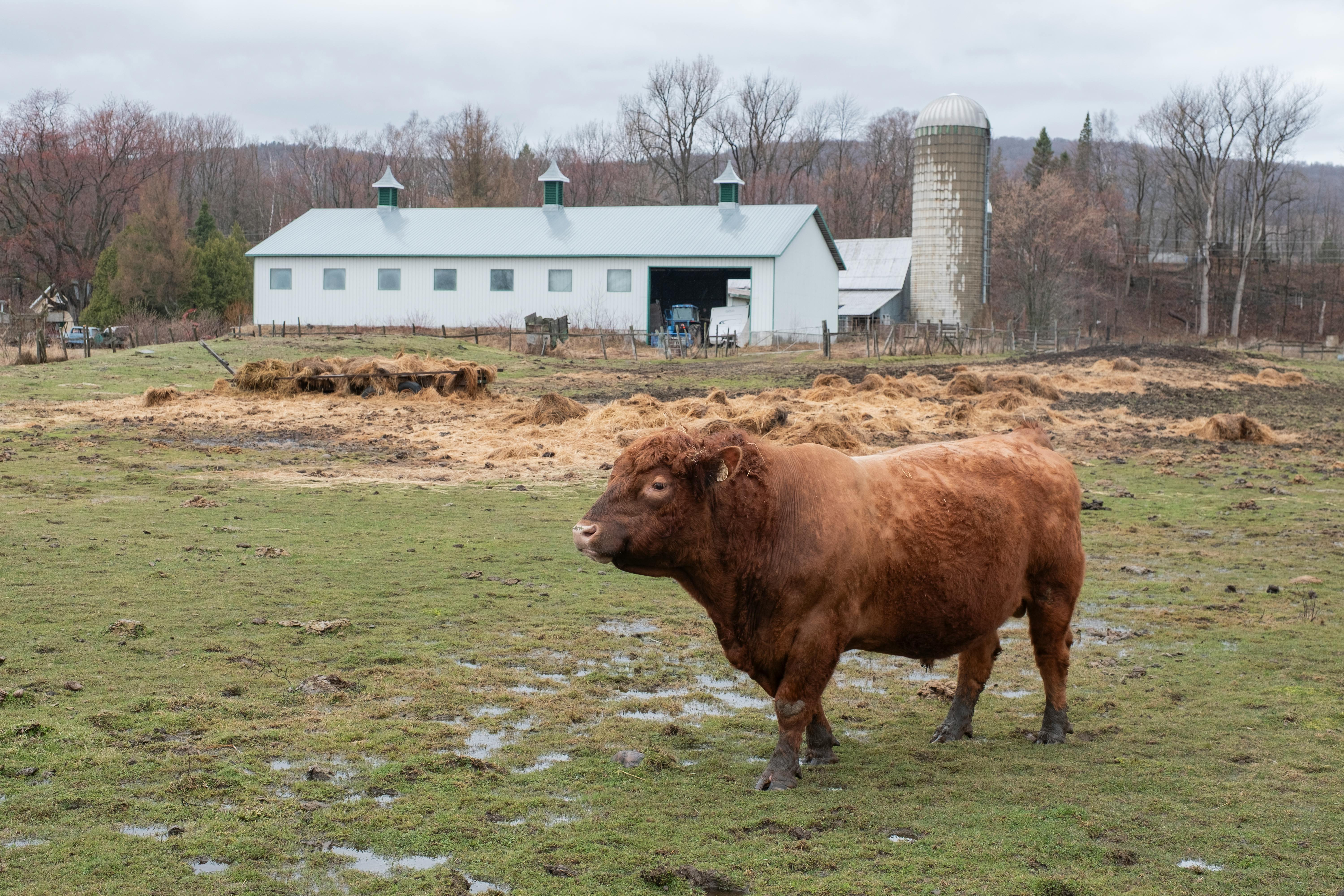 Vache Brune Dans Un Pâturage Près D'une Ferme, Québec · Photo gratuite