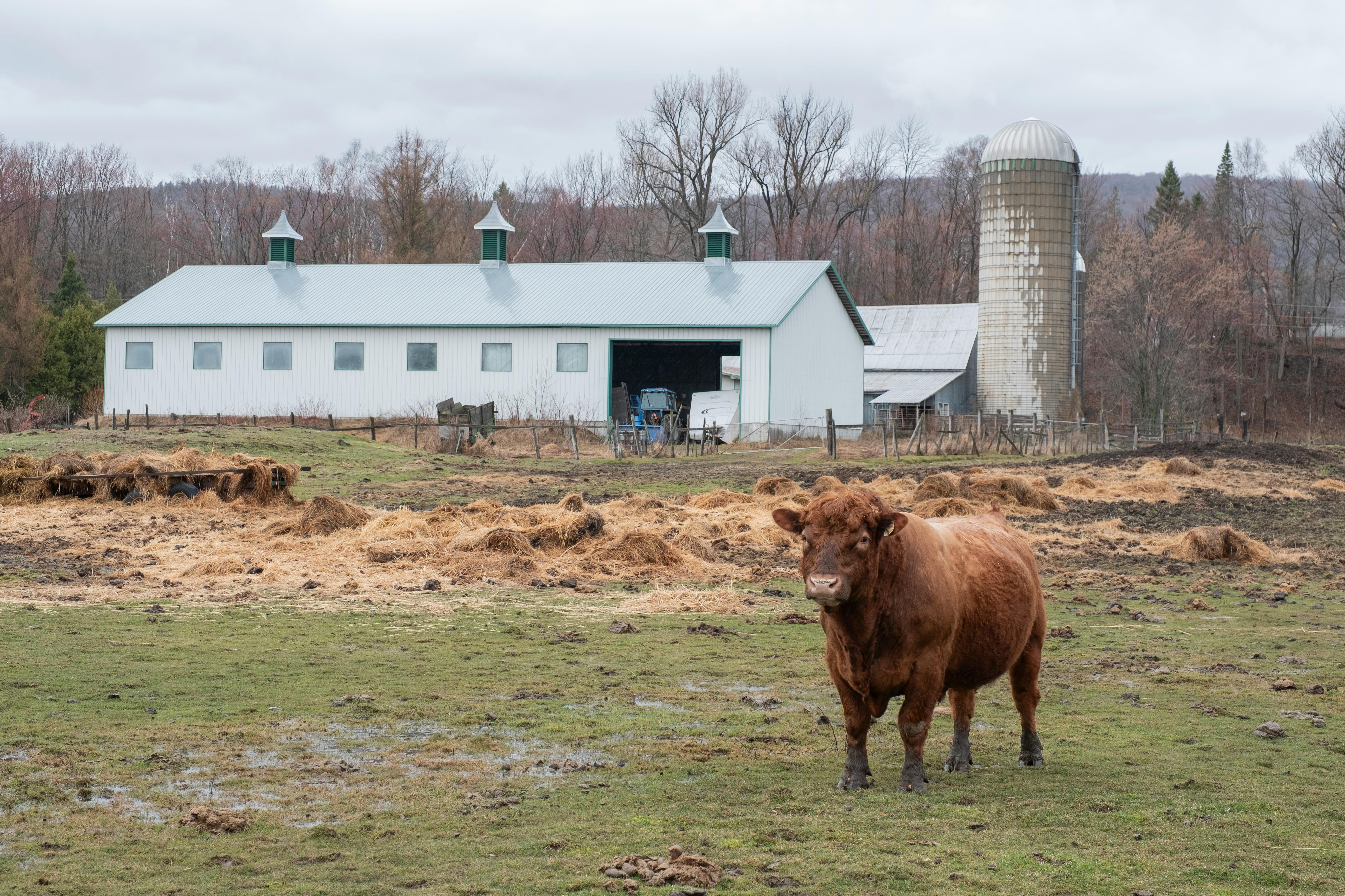Rustic Farm and Cattle in Québec Countryside · Free Stock Photo