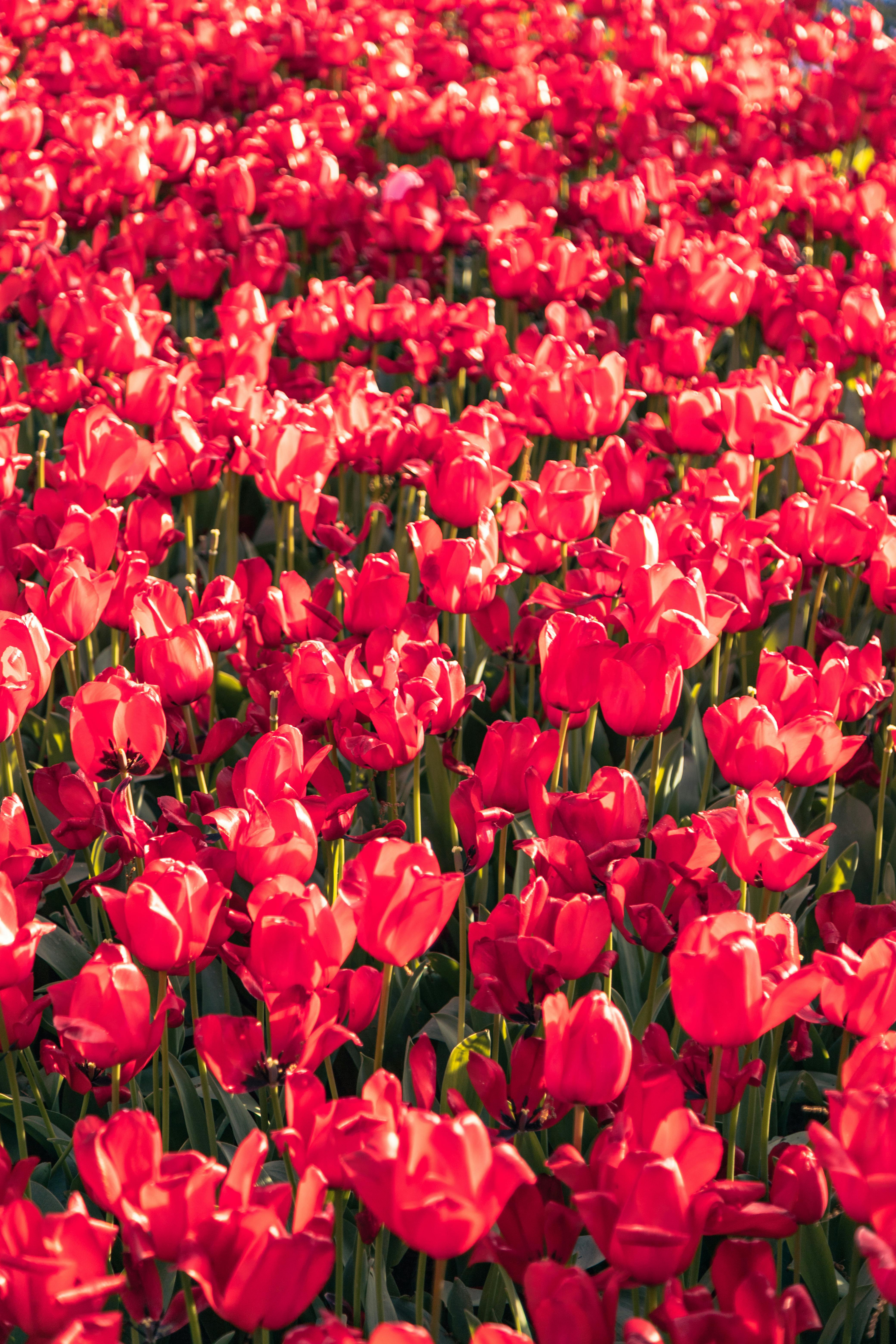 Flowerland Photos, Download The BEST Free Flowerland Stock Photos & HD ...