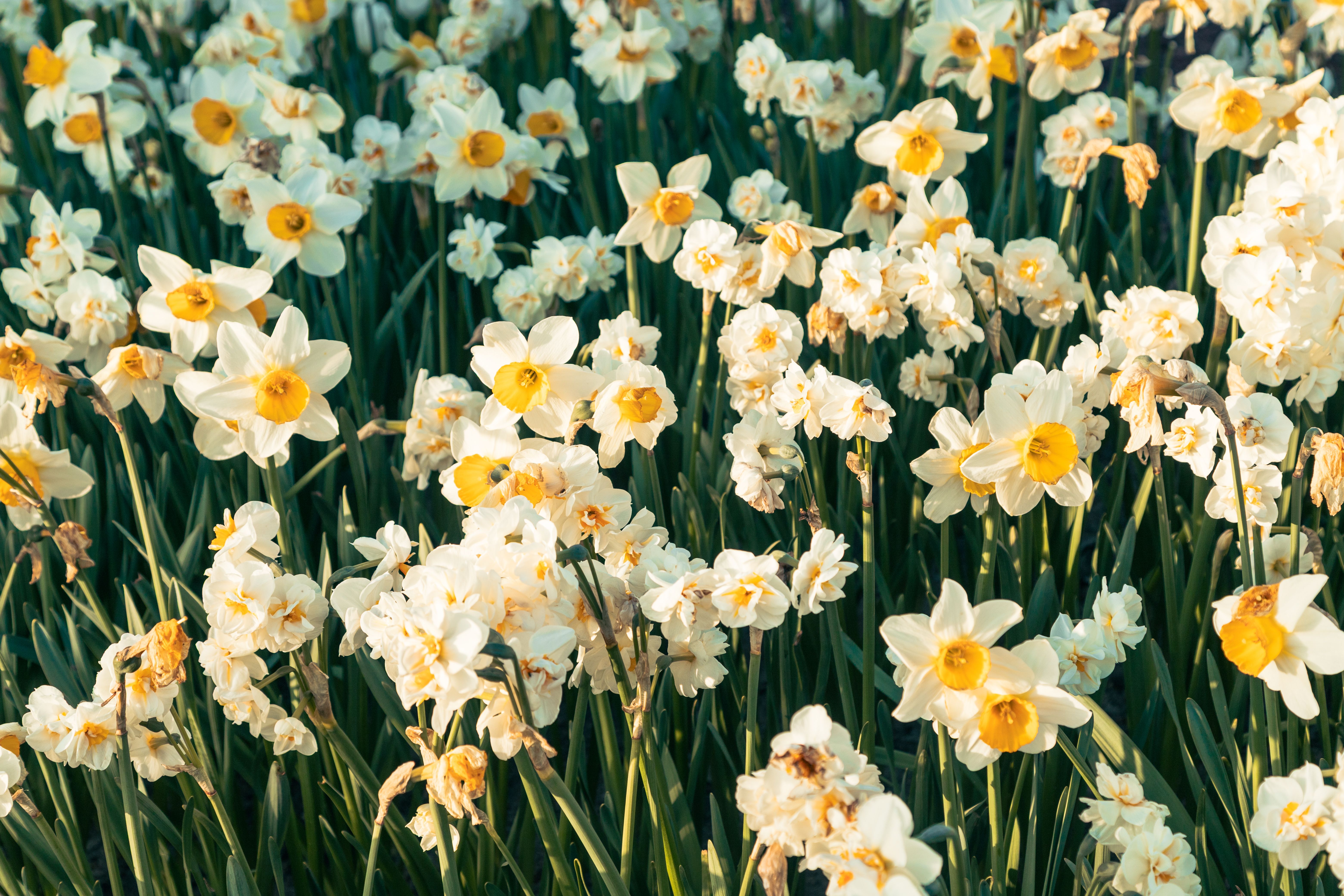 Beautiful Spring Daffodil Field in Full Bloom · Free Stock Photo