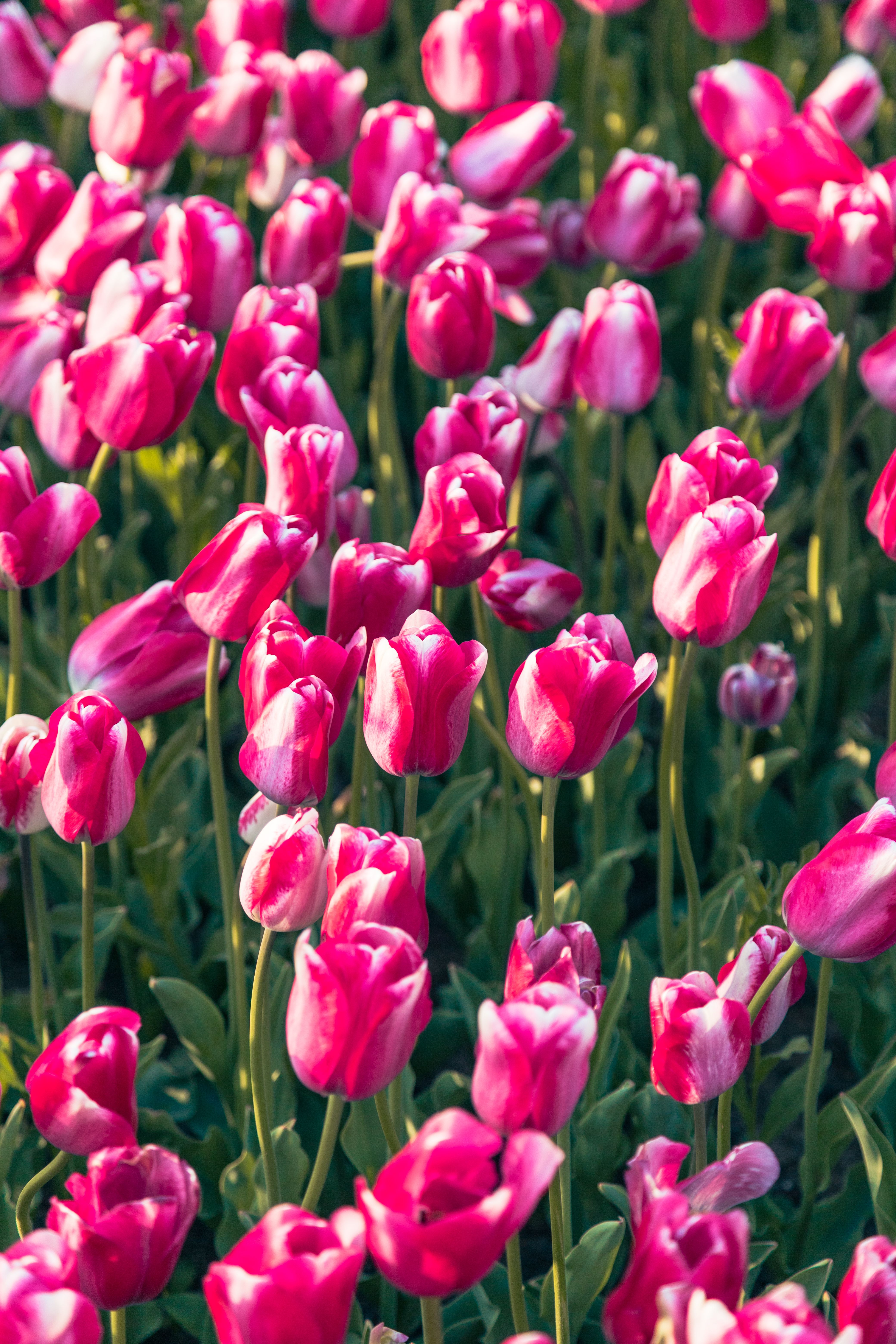 Rows of pink tulips in The Netherlands, During Spring. · Free Stock Photo