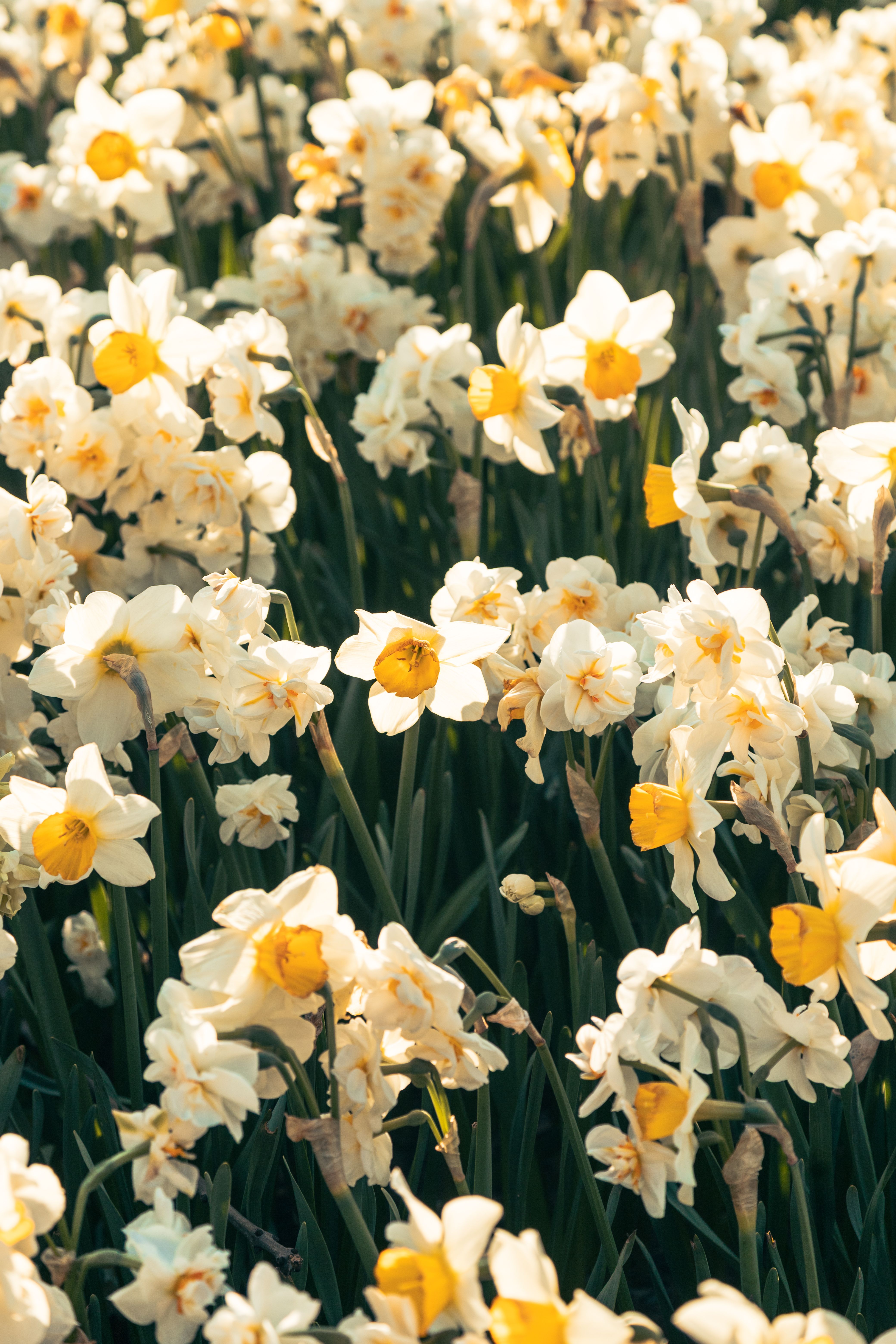 Blooming Field of Daffodils in Spring · Free Stock Photo