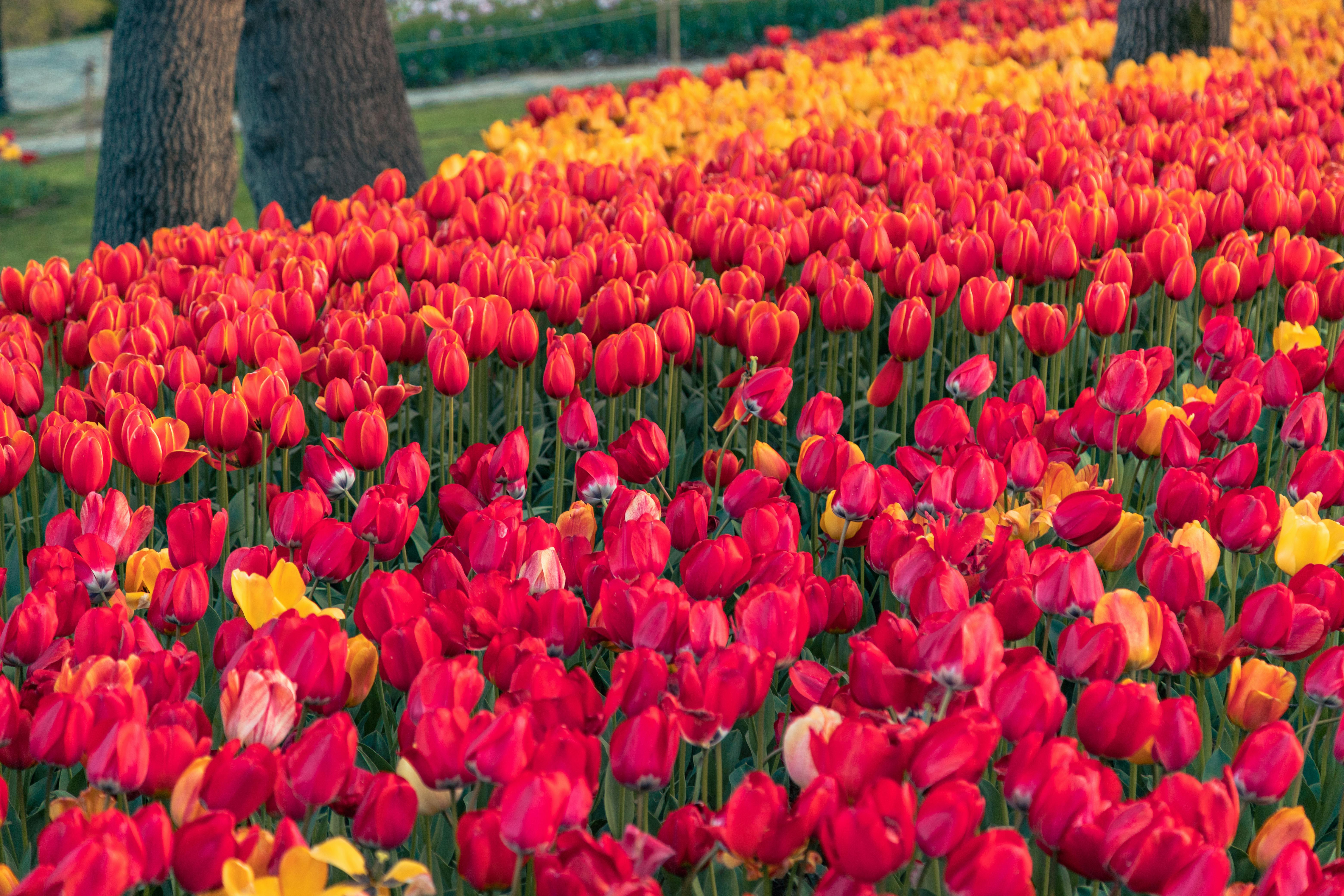 Vibrant Spring Tulip Field in Bloom · Free Stock Photo