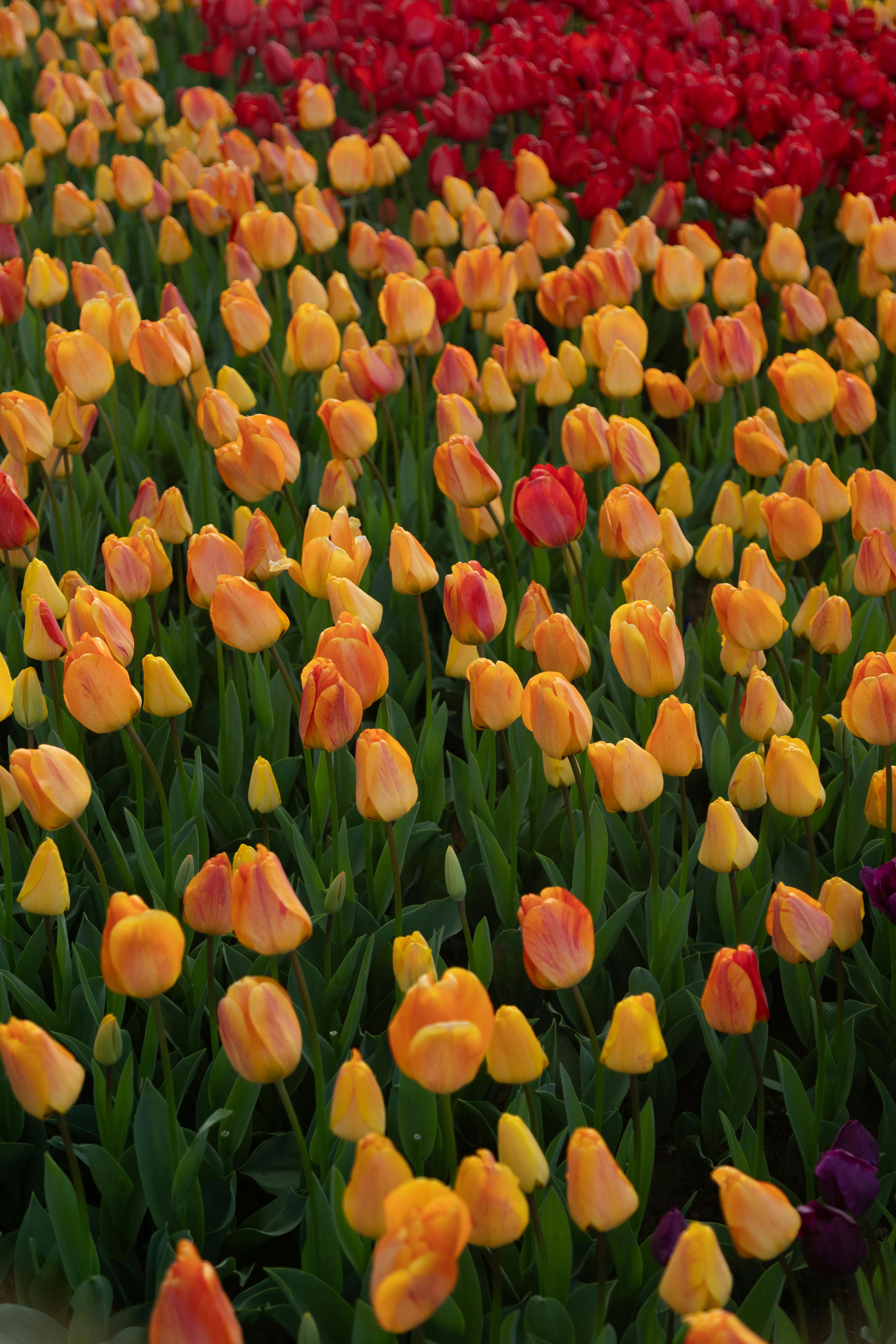 Colorful Tulip Garden in Full Bloom · Free Stock Photo
