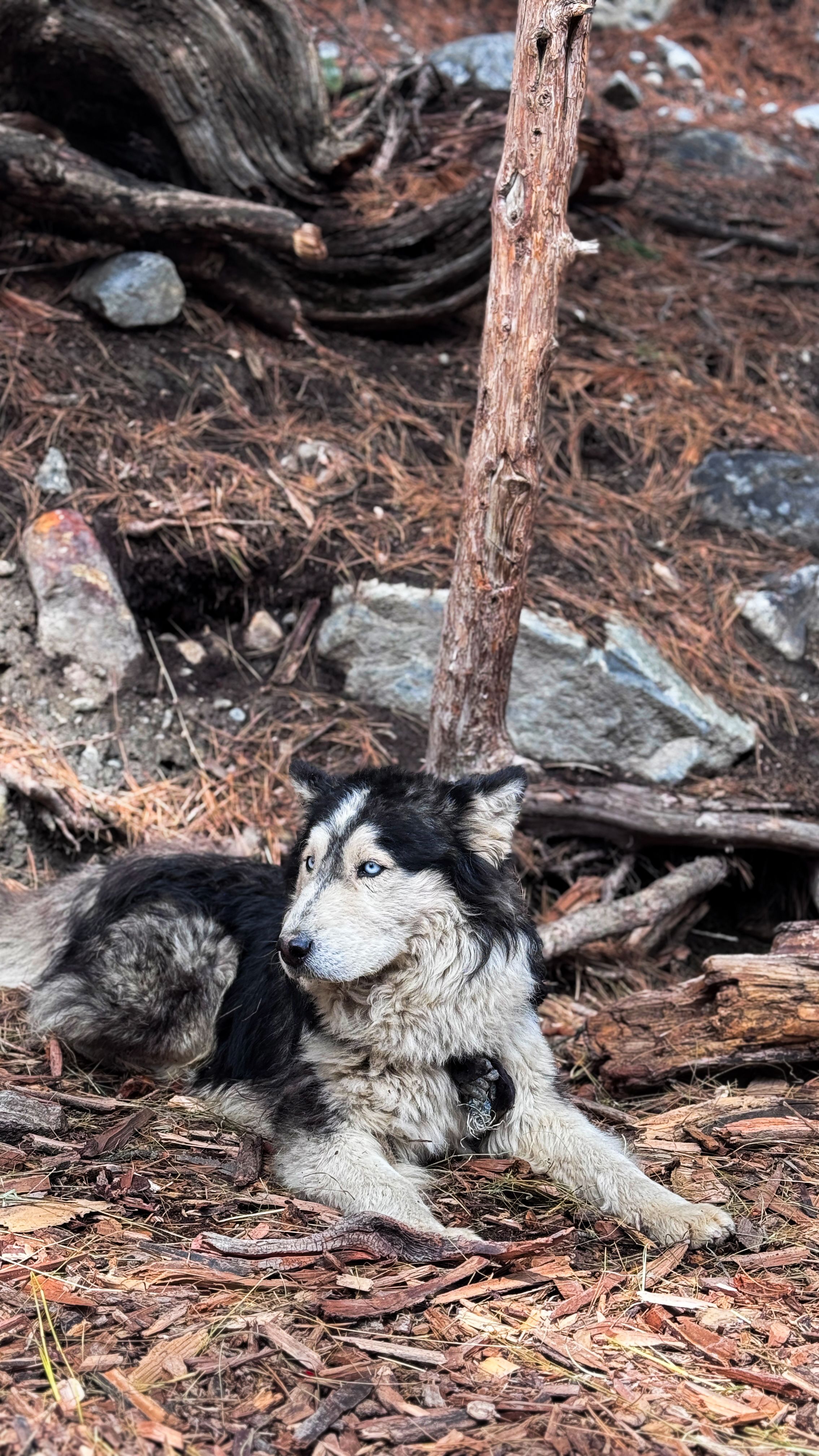 Siberian Husky Resting in Woodland Pakistan · Free Stock Photo