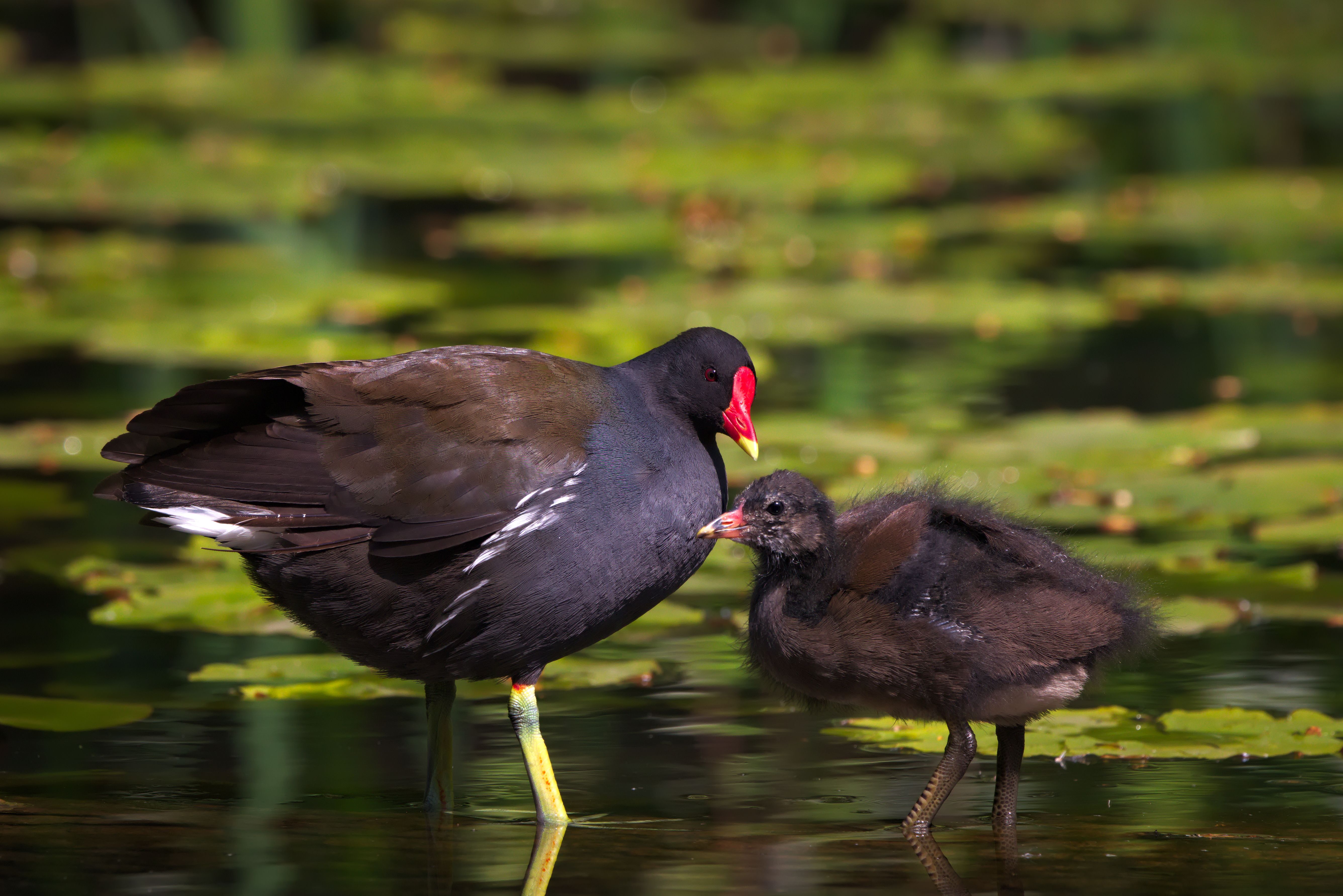 Common Moorhens in Natural Habitat at Pond · Free Stock Photo