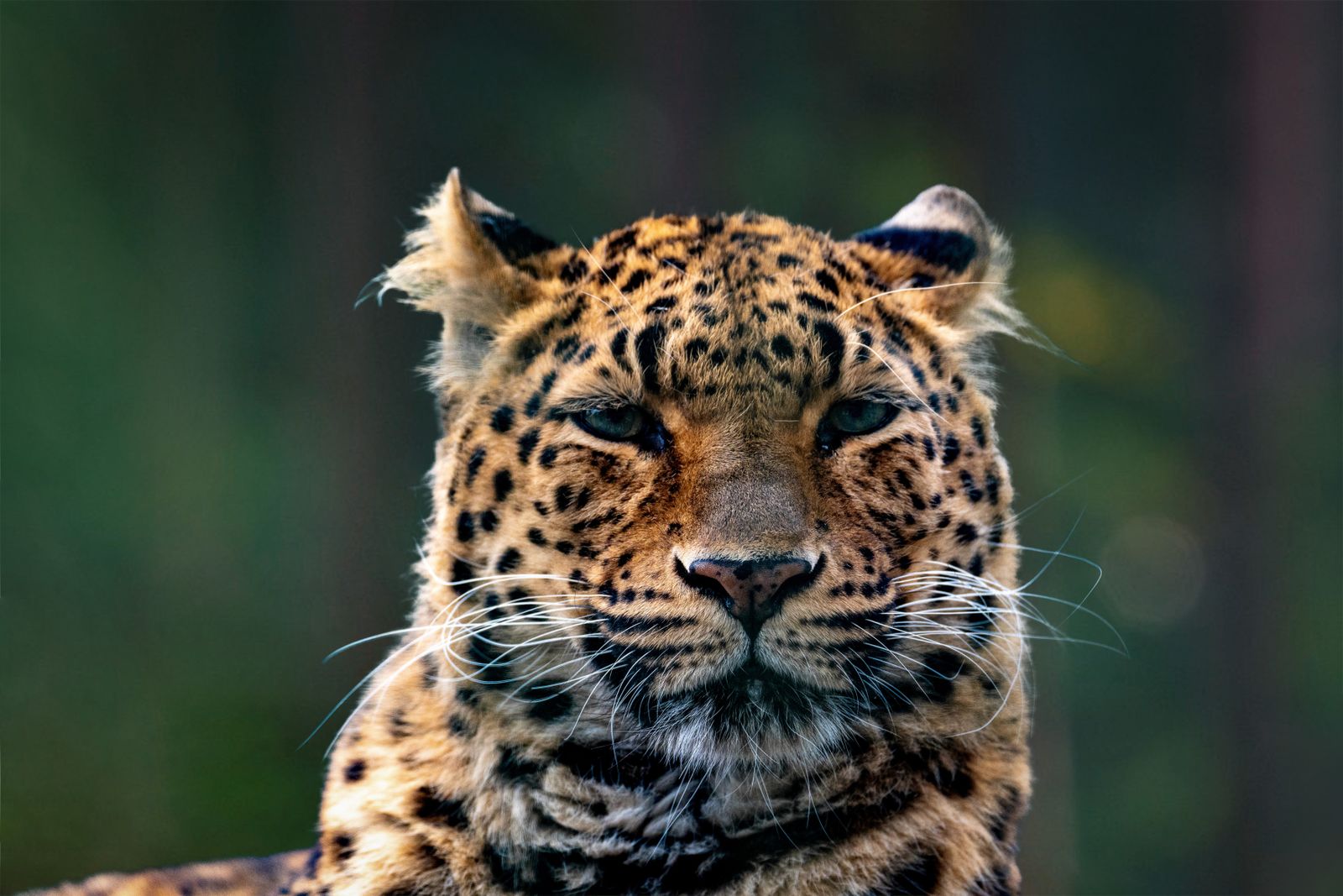 Amur Leopard Photos, Download The BEST Free Amur Leopard Stock Photos ...