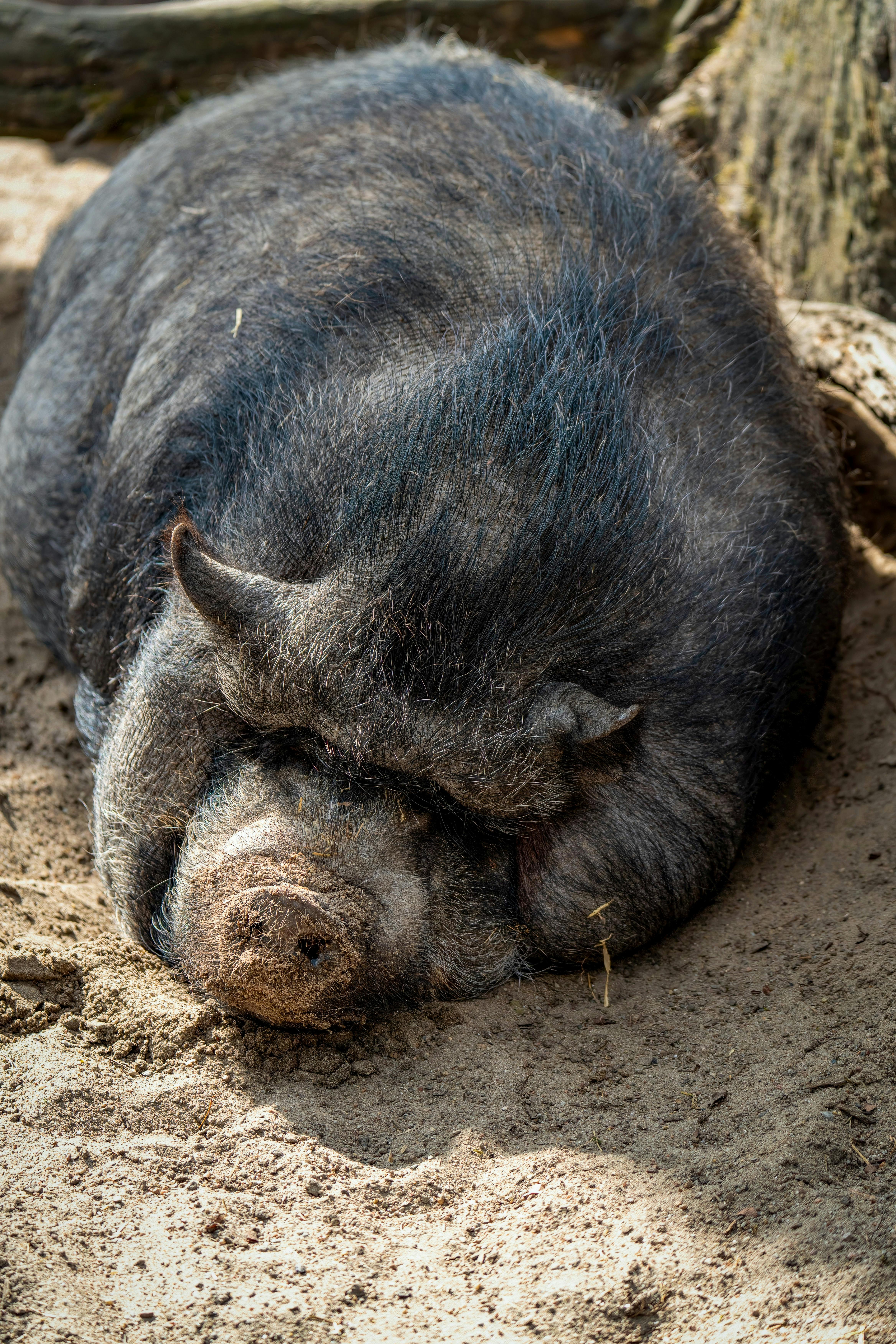 Peaceful Potbellied Pig Resting Outdoors · Free Stock Photo