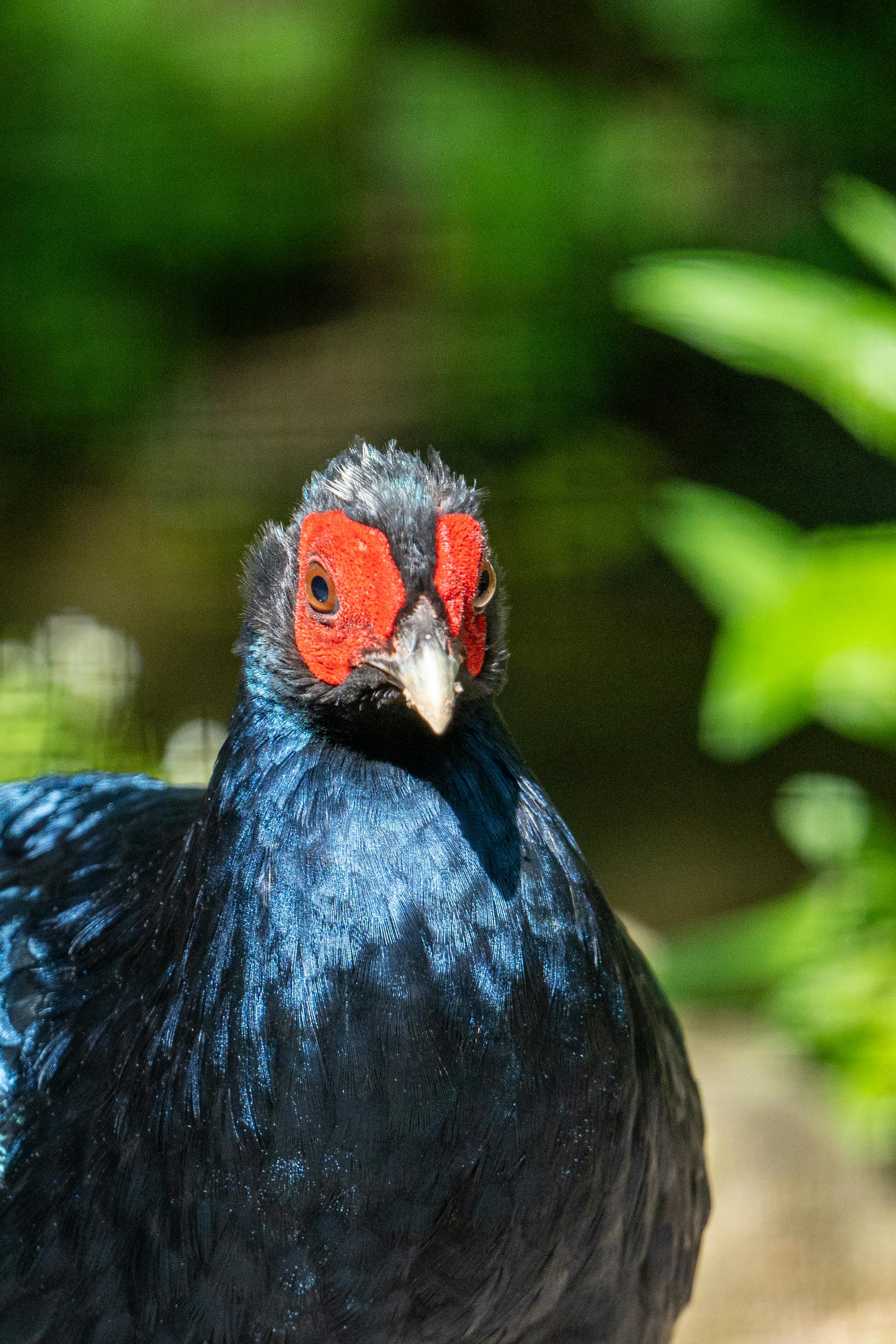 Close-up of Crested Fireback Pheasant in Sunlight · Free Stock Photo
