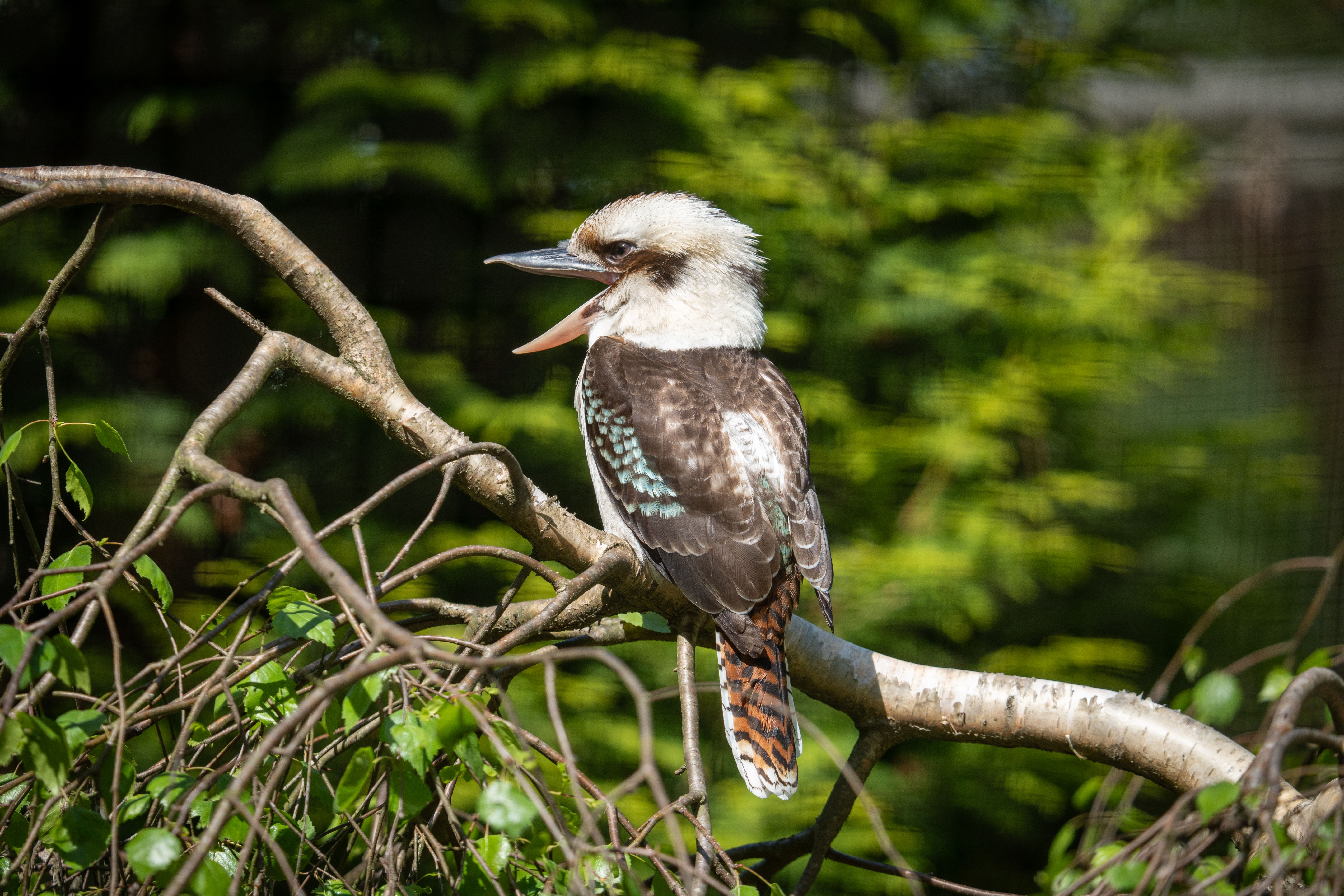 Laughing Kookaburra in Natural Habitat · Free Stock Photo