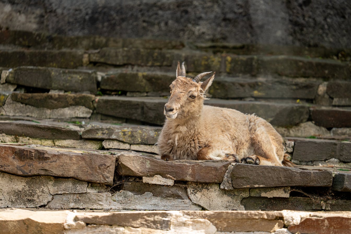 Himalayan Musk Deer Habitat, Diet, and Daily Life