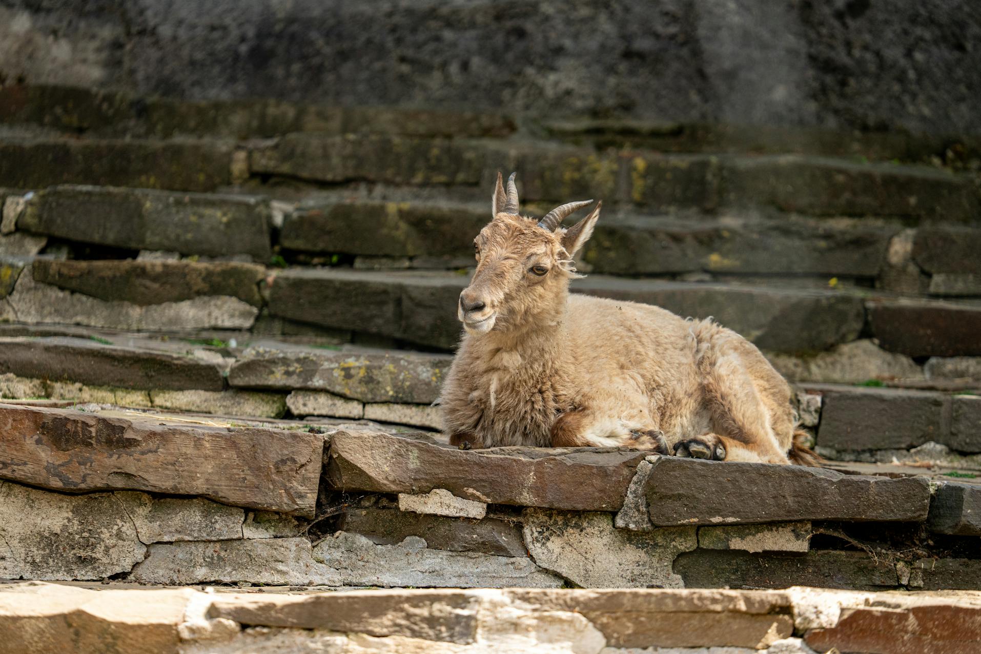 Himalayan Musk Deer Habitat, Diet, and Daily Life