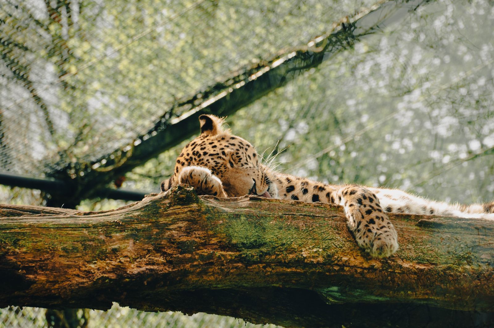 Zoo Animals Photos, Download The BEST Free Zoo Animals Stock Photos ...
