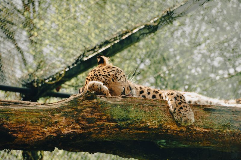 Zoo Animals Photos, Download The BEST Free Zoo Animals Stock Photos ...