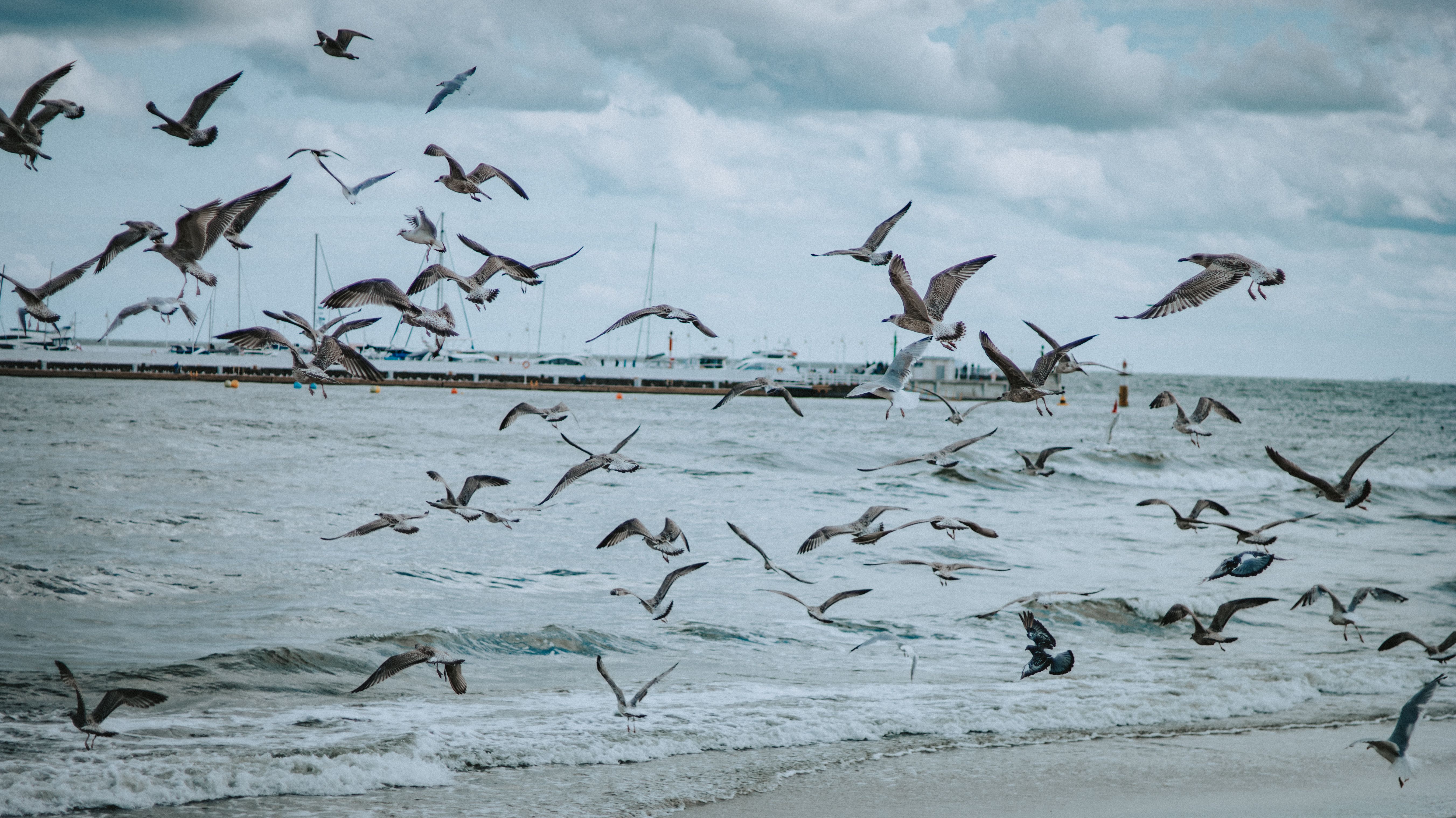 Seagulls Flying over Beach · Free Stock Photo