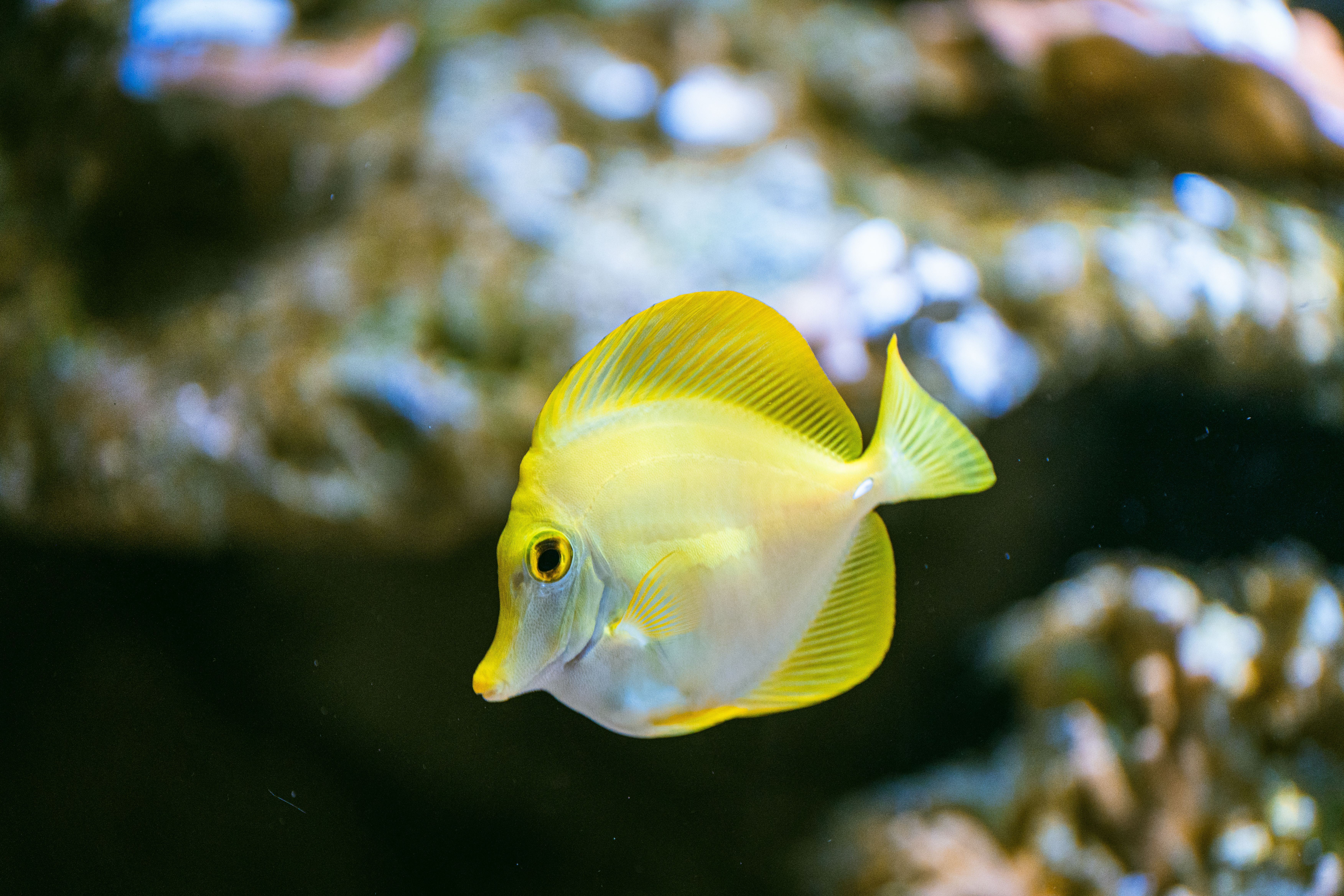 Yellow and Blue Fish in Water · Free Stock Photo
