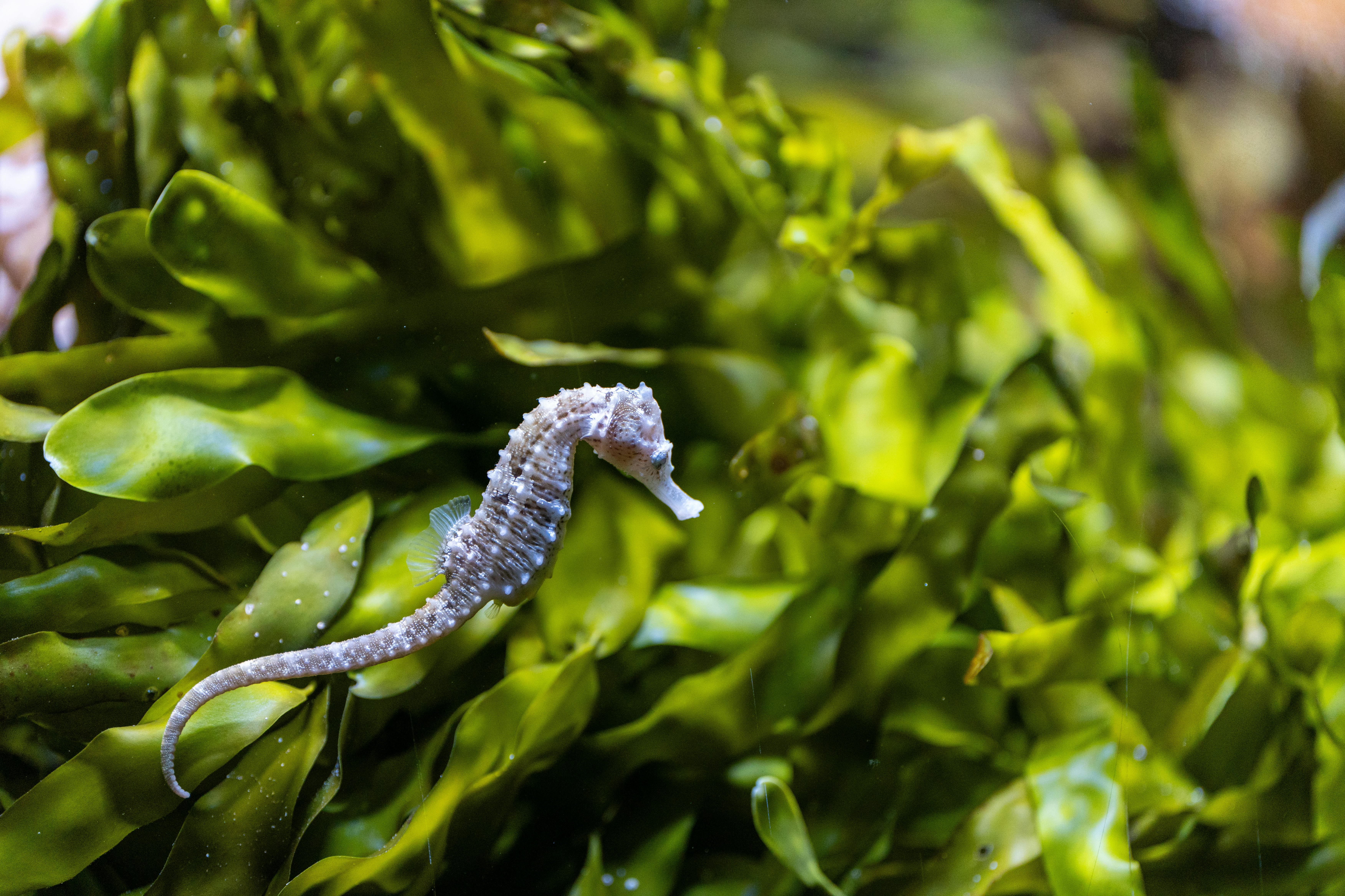 Vibrant Seahorse Amidst Lush Green Seaweed · Free Stock Photo