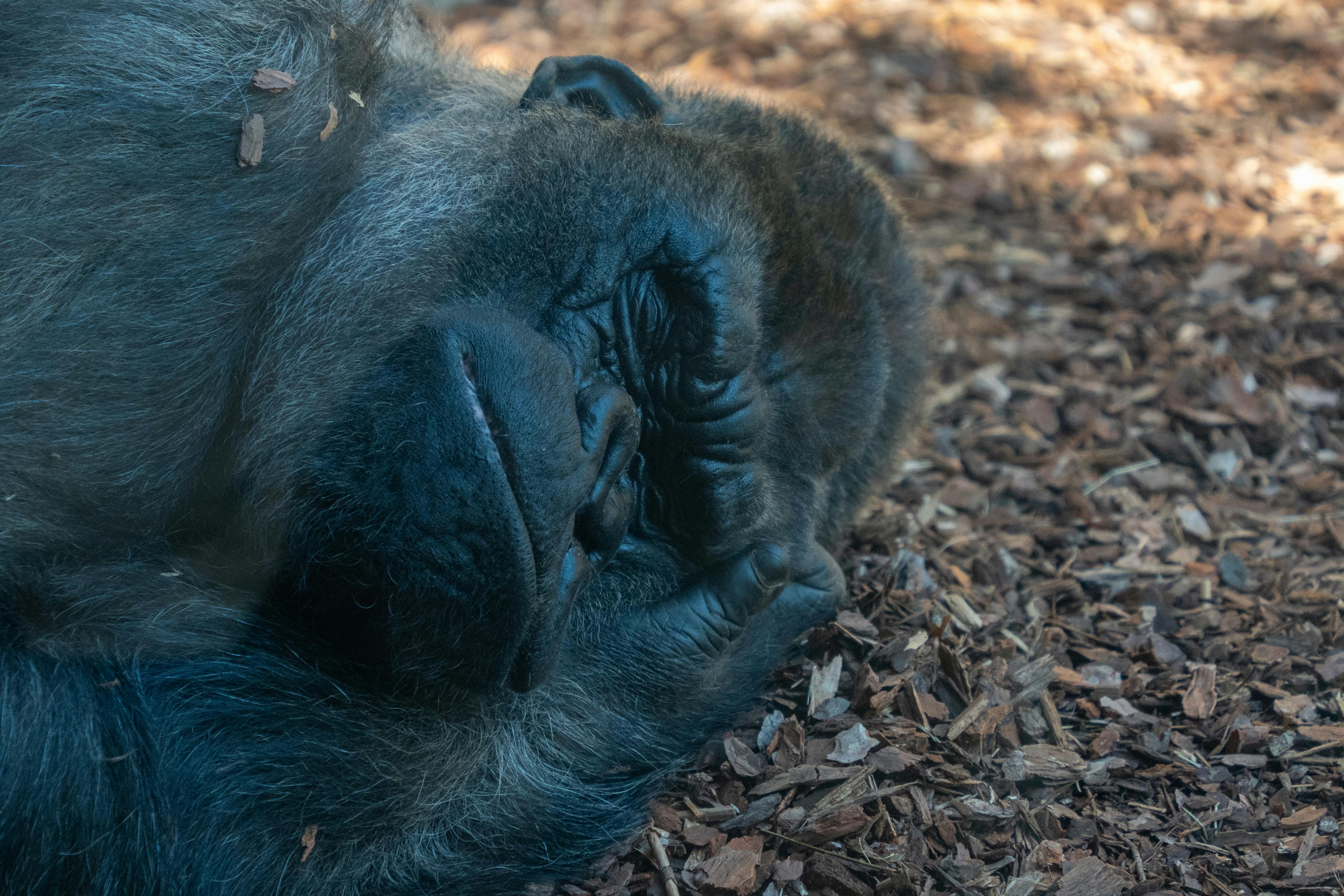 Angry Gorilla Photos, Download The BEST Free Angry Gorilla Stock Photos ...