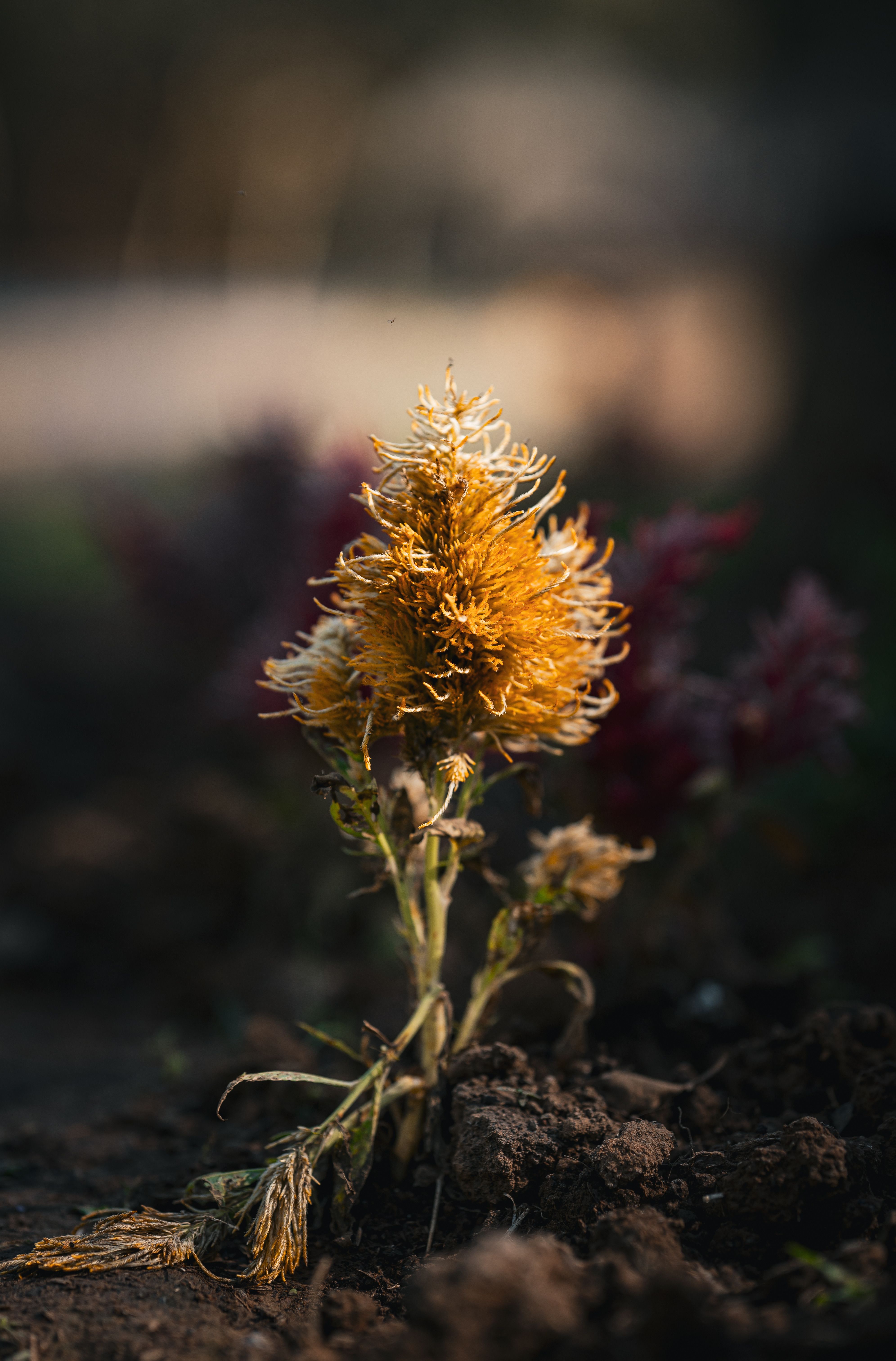 Flor Dorada En Un Jardín Tailandés · Foto de stock gratuita