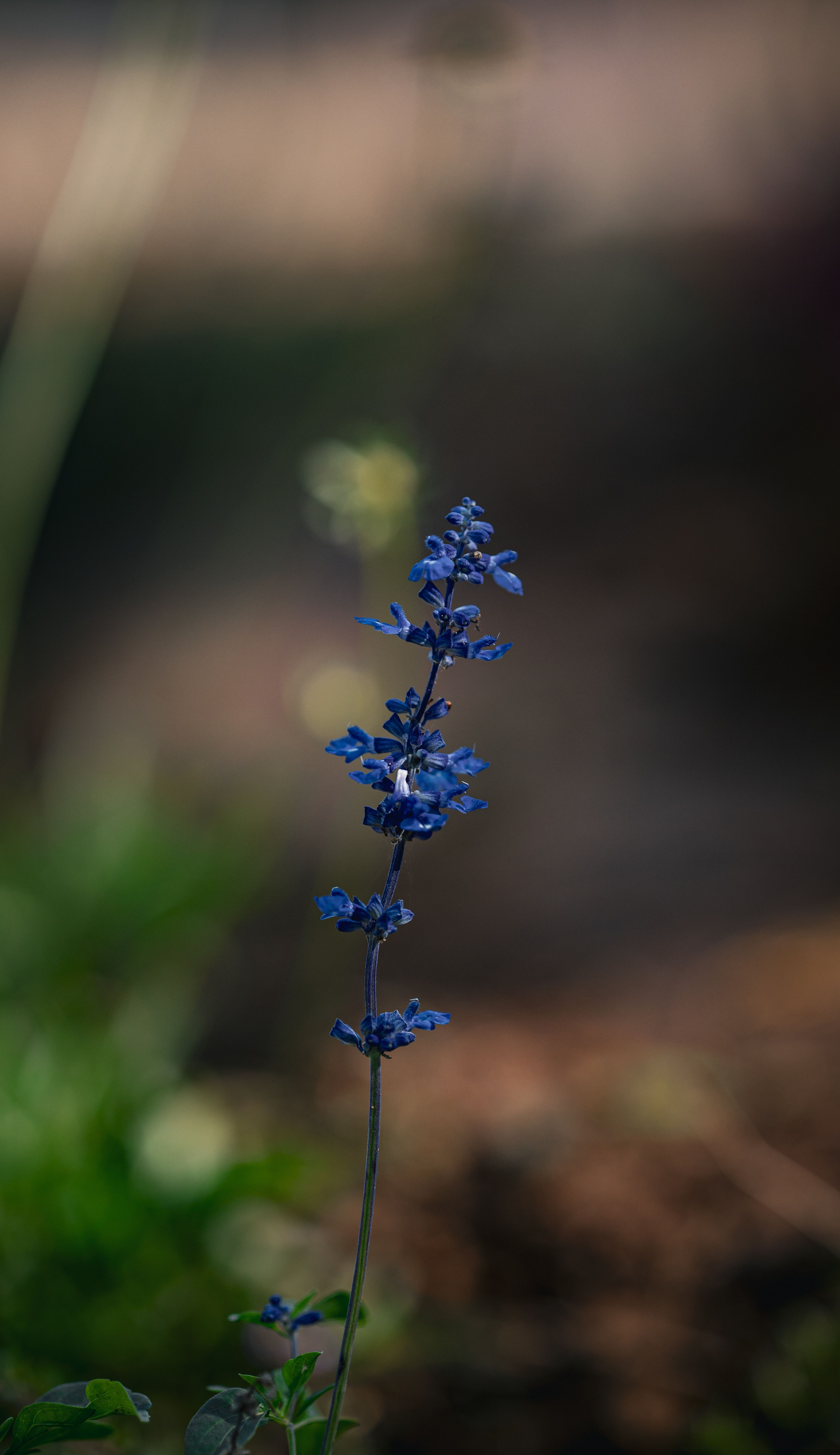 Serene Blue Flower in Natural Setting · Free Stock Photo