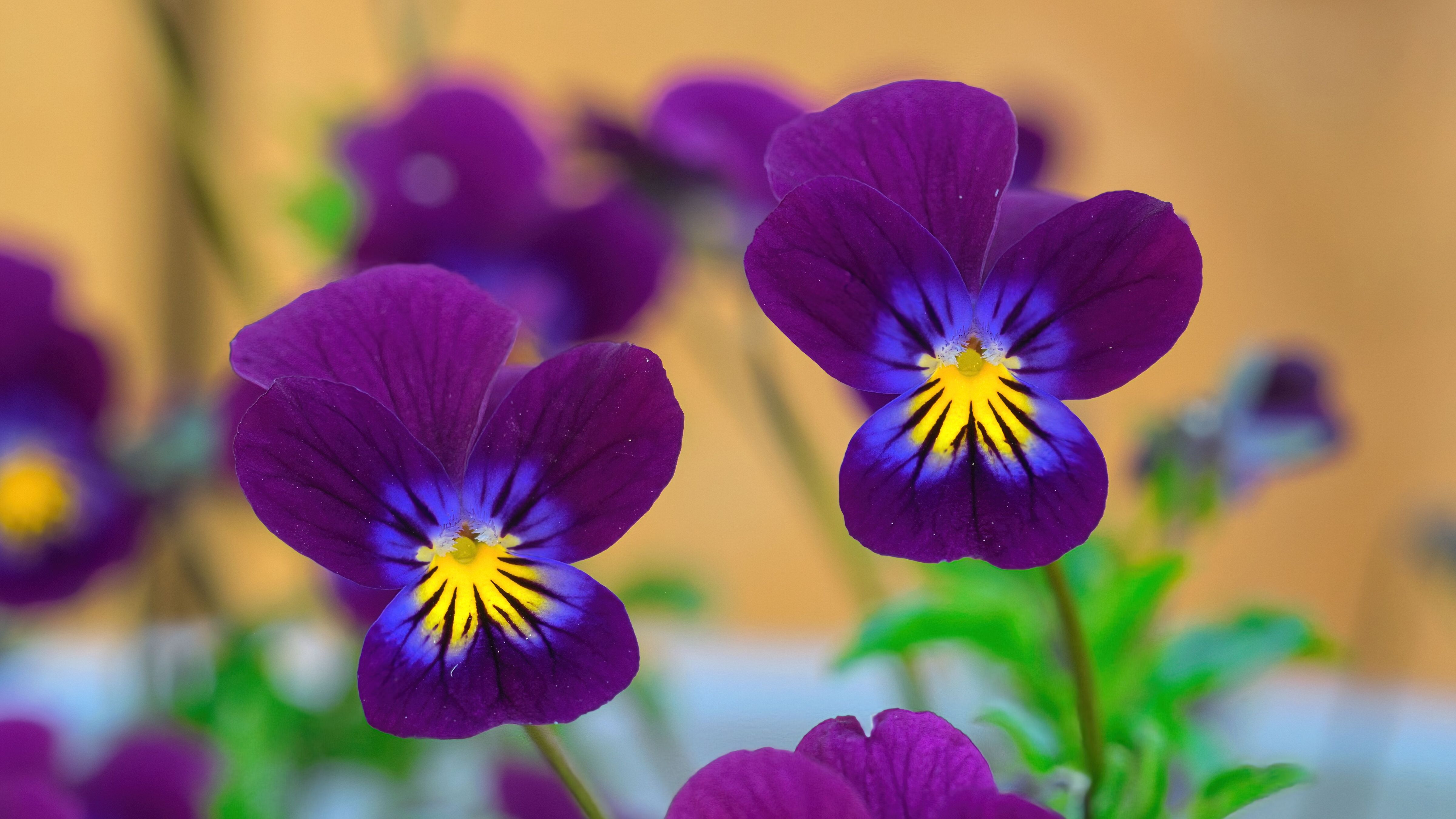 Close-Up of Vibrant Purple Viola Flowers in Bloom · Free Stock Photo