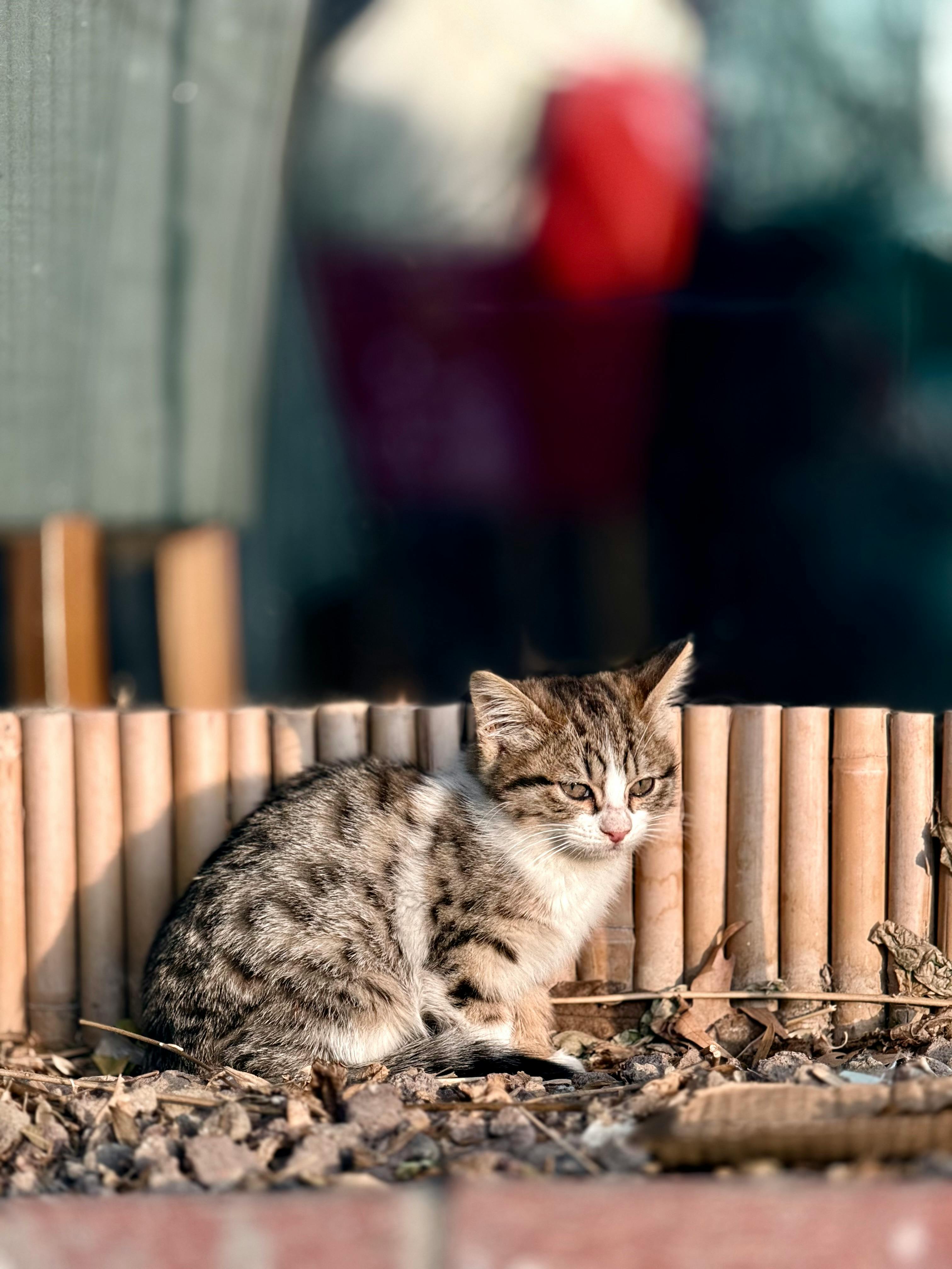 Cute Tabby Kitten Resting Outdoors with Bamboo Backdrop · Free Stock Photo
