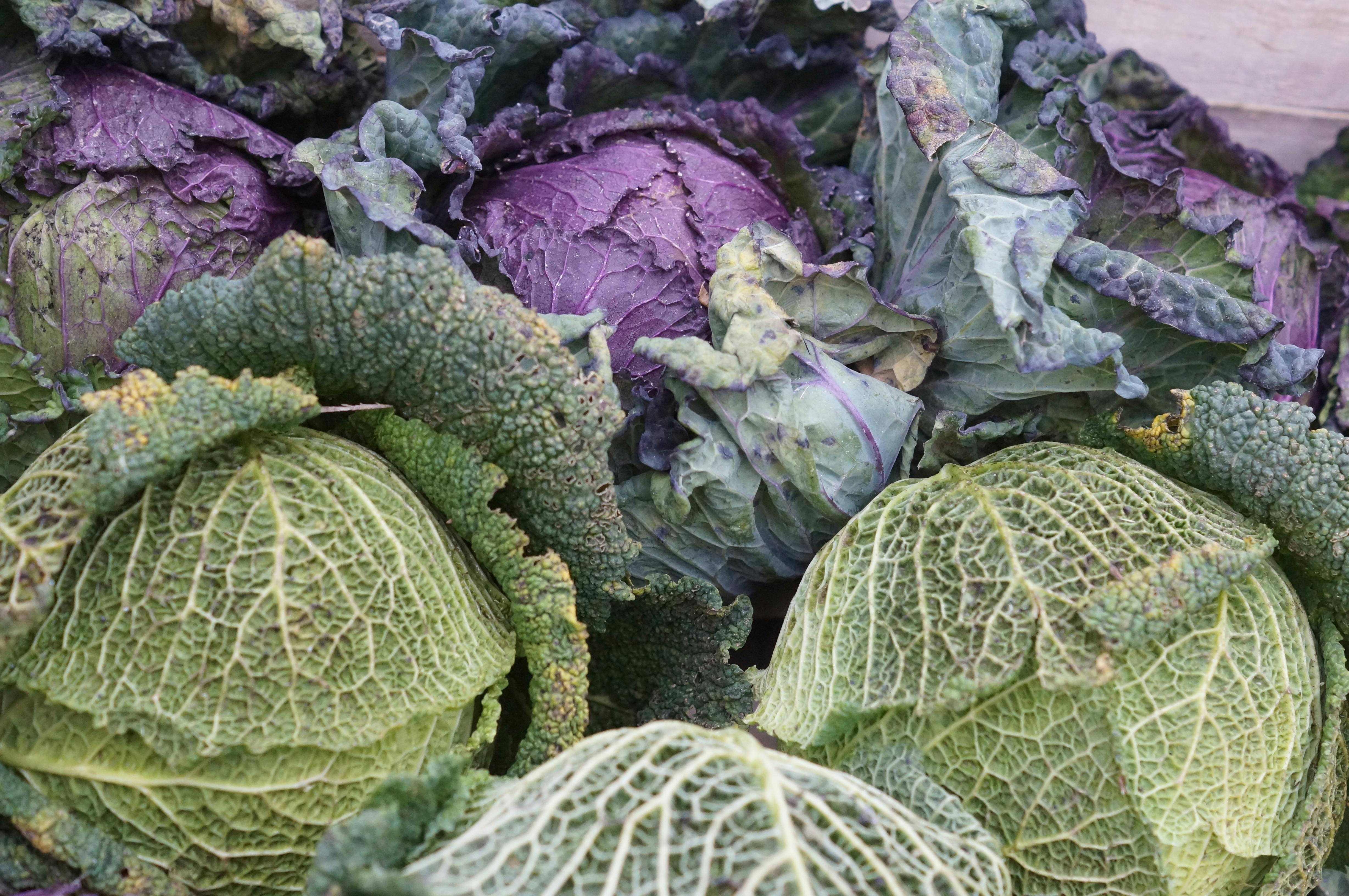 Free stock photo of cabbage, farmers market, fresh vegetable
