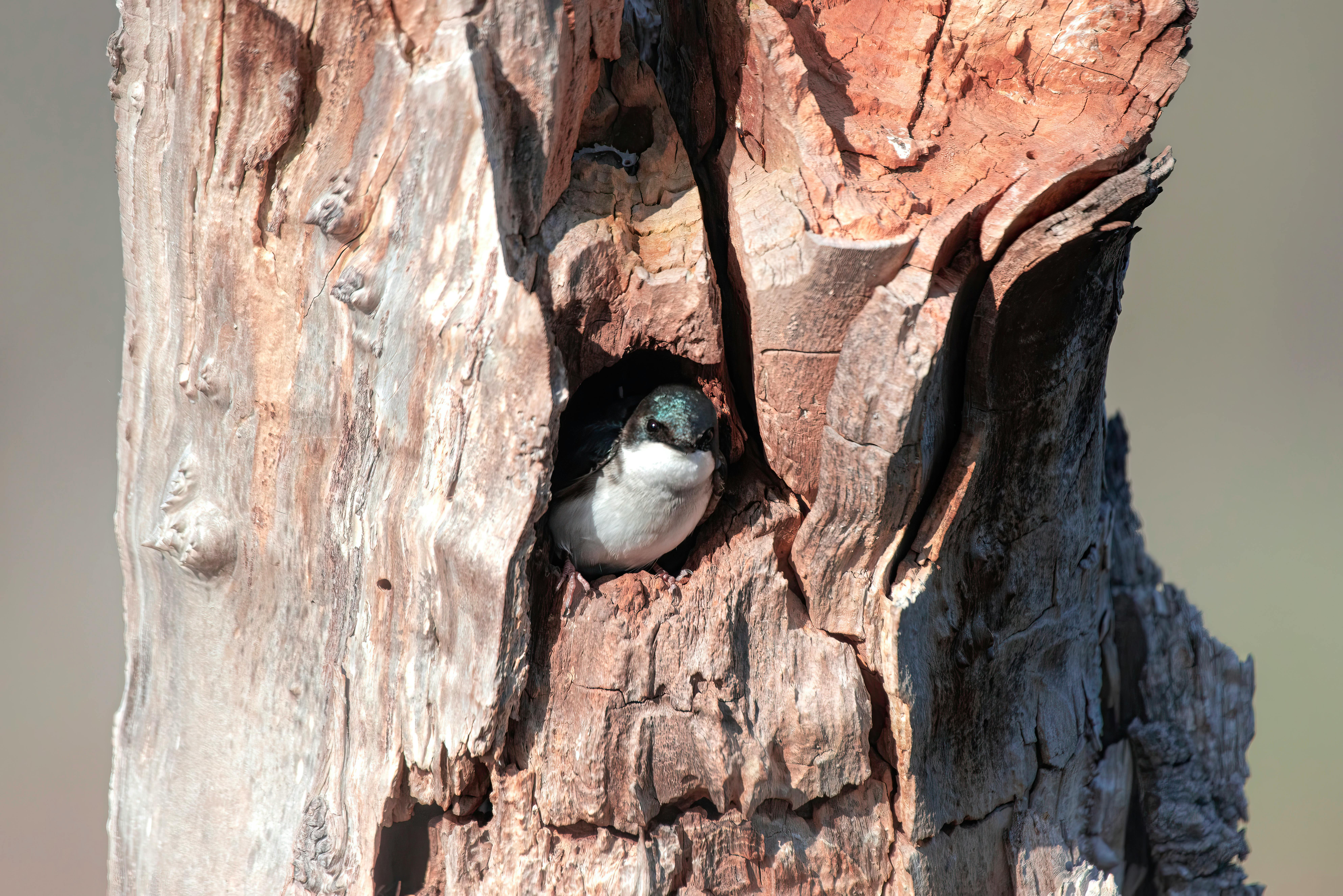 Tree Swallow Nesting in Tree Trunk · Free Stock Photo