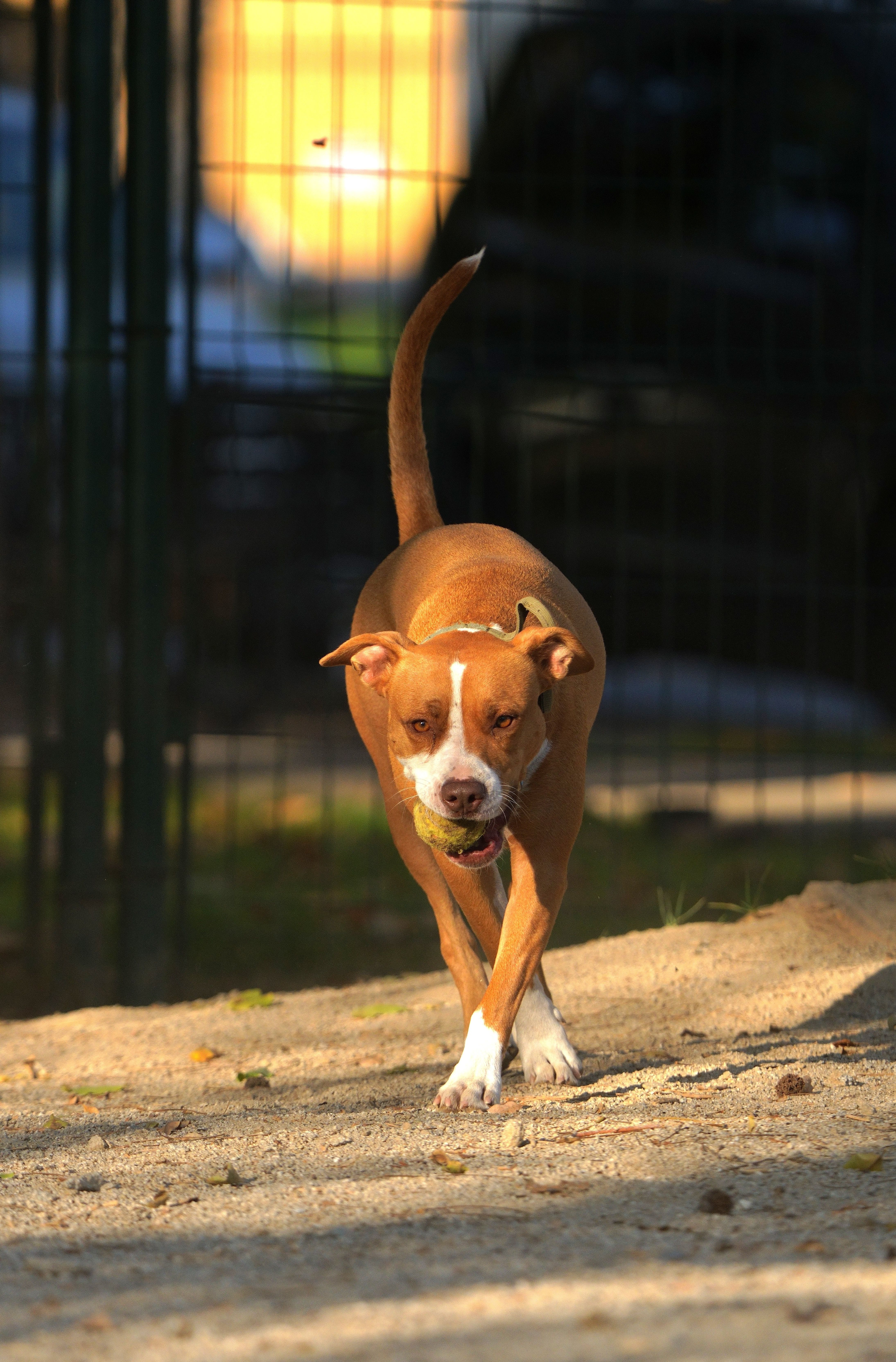 Energetic Pitbull Running Outdoors in Sunshine · Free Stock Photo