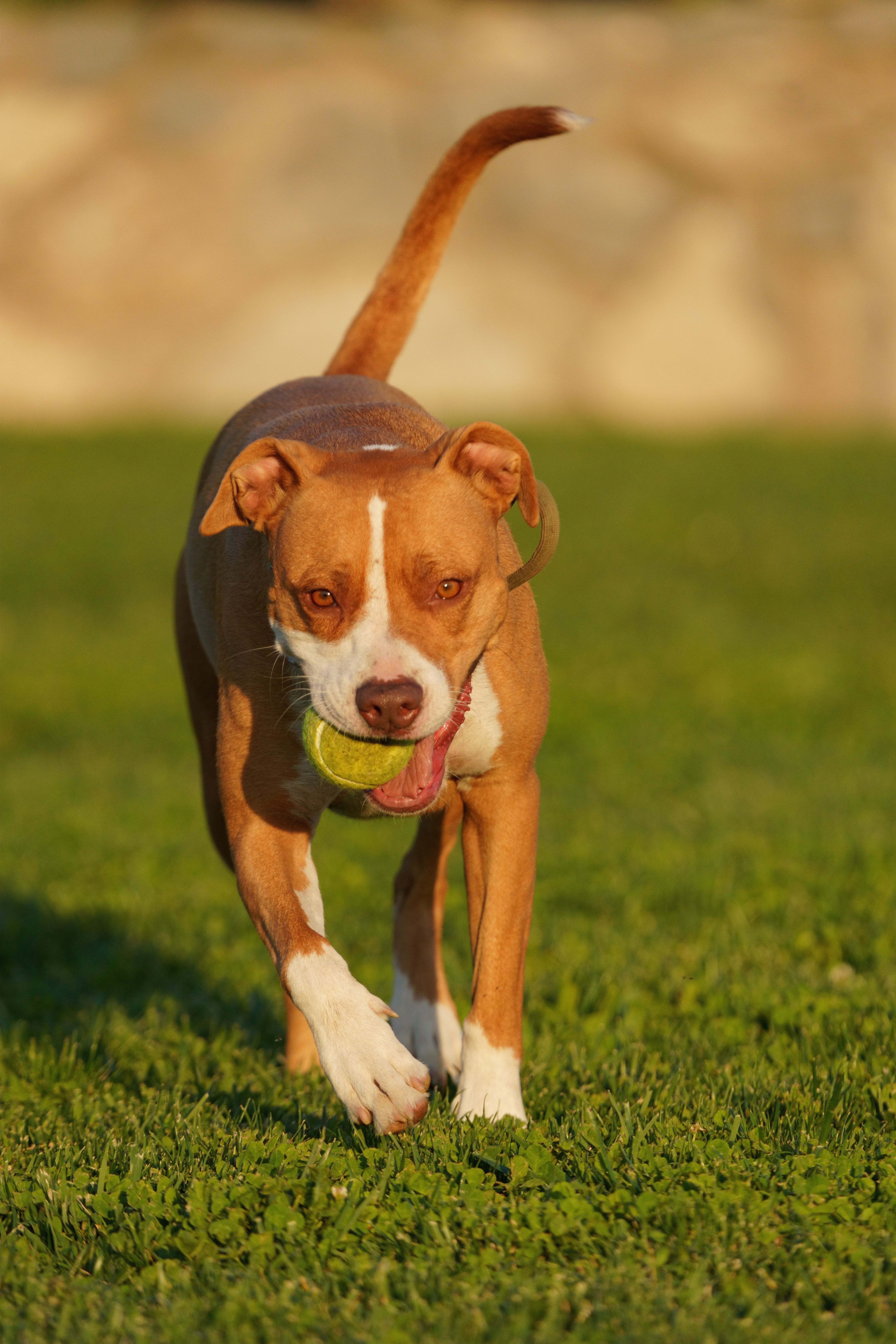 Happy Pitbull Playing Fetch with Tennis Ball · Free Stock Photo
