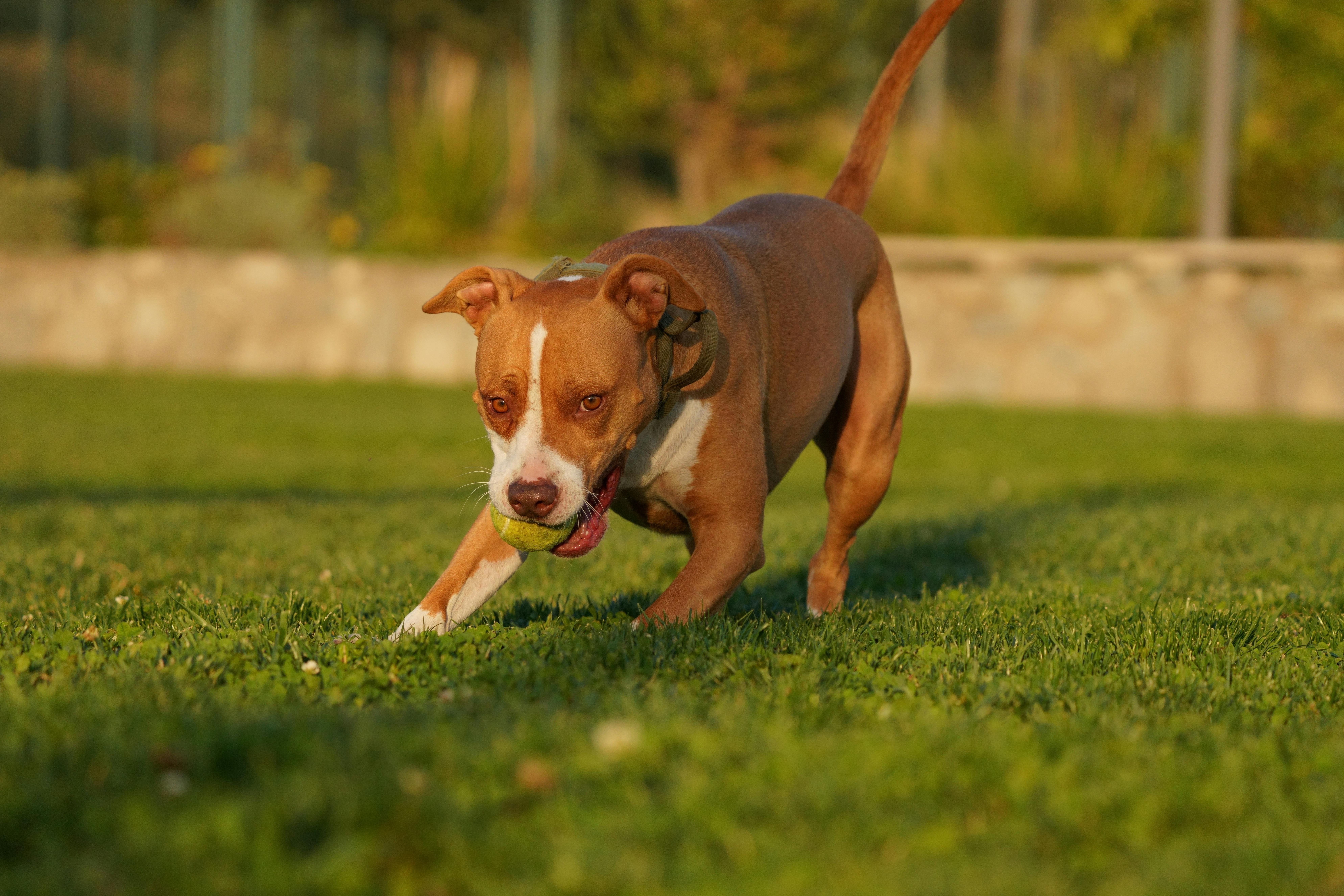 Pet 로고 바탕없이 저장 Photos, Download The BEST Free Pet 로고 바탕없이 저장 Stock ...