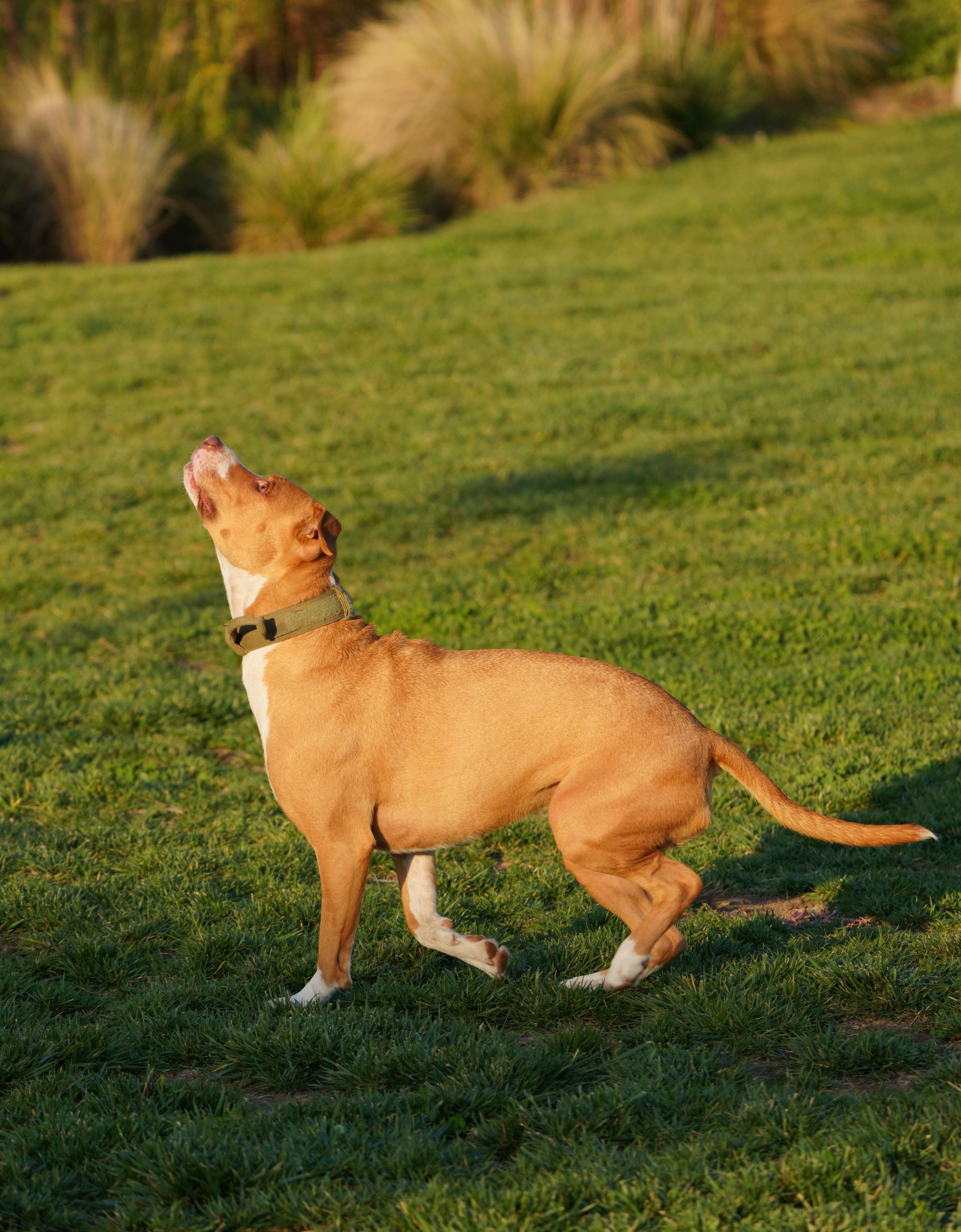 Playful Pitbull in a Green Park Setting · Free Stock Photo