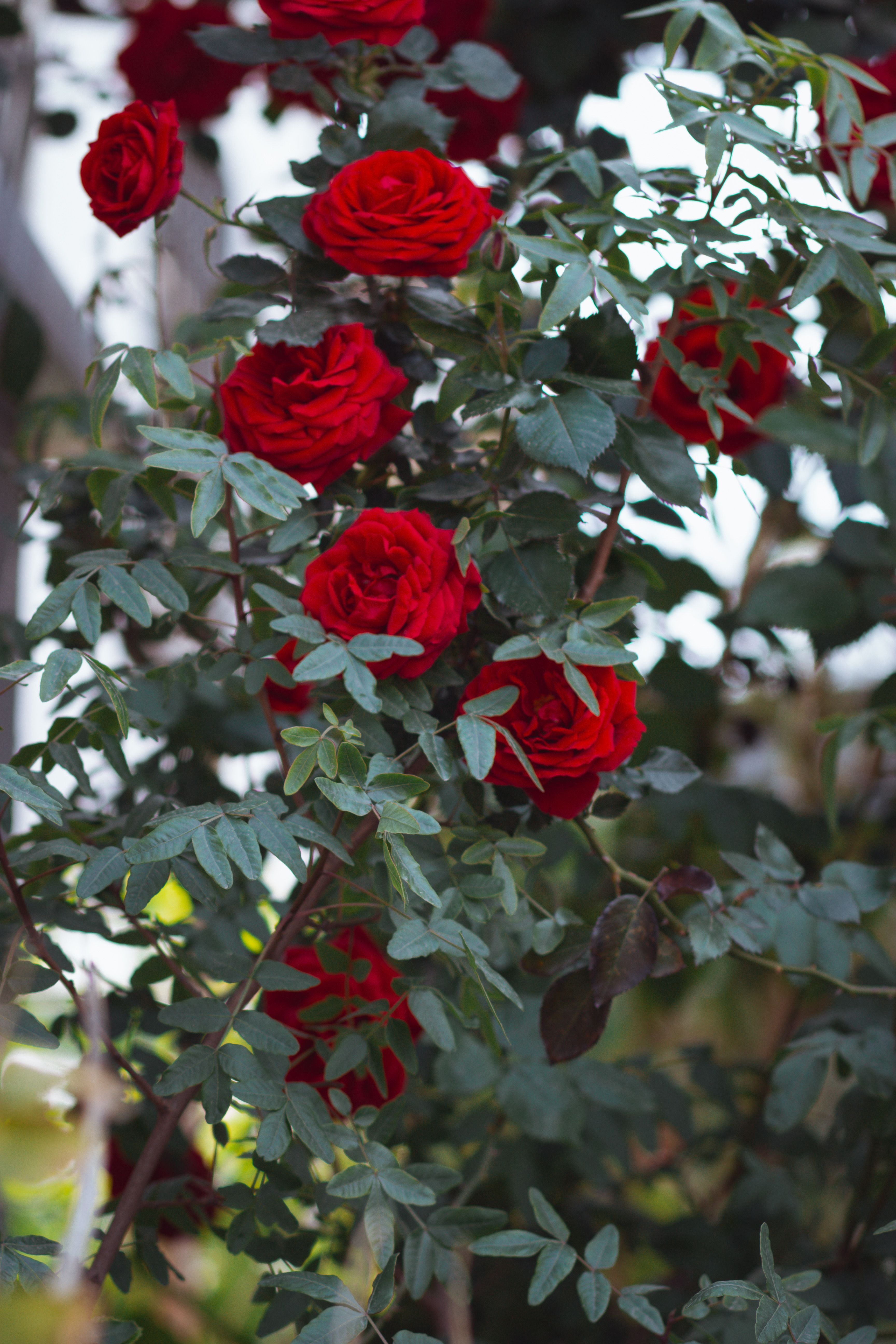 Vibrant Red Roses in Lush Garden Setting · Free Stock Photo